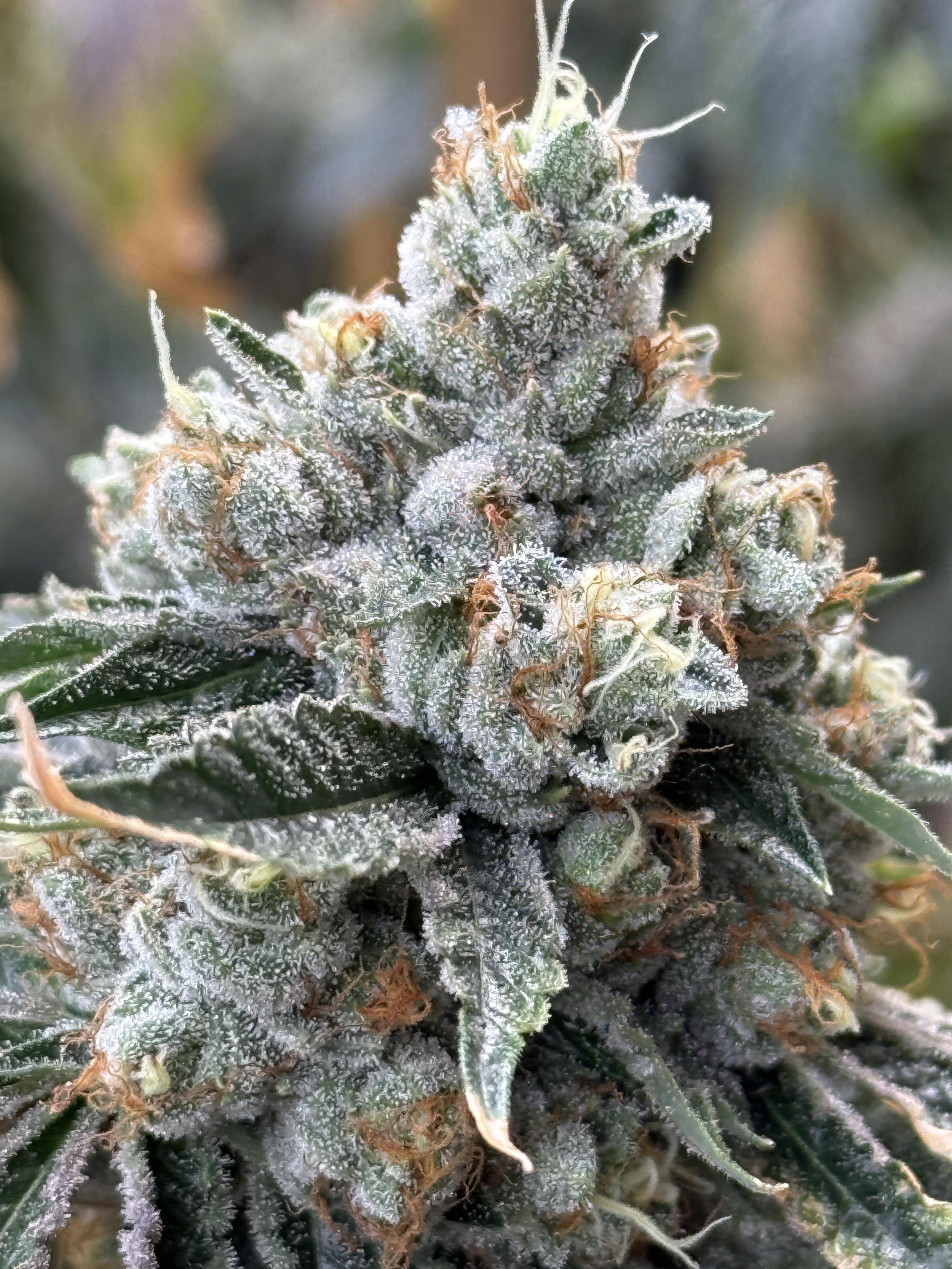 Skywalker OG | Scrolller