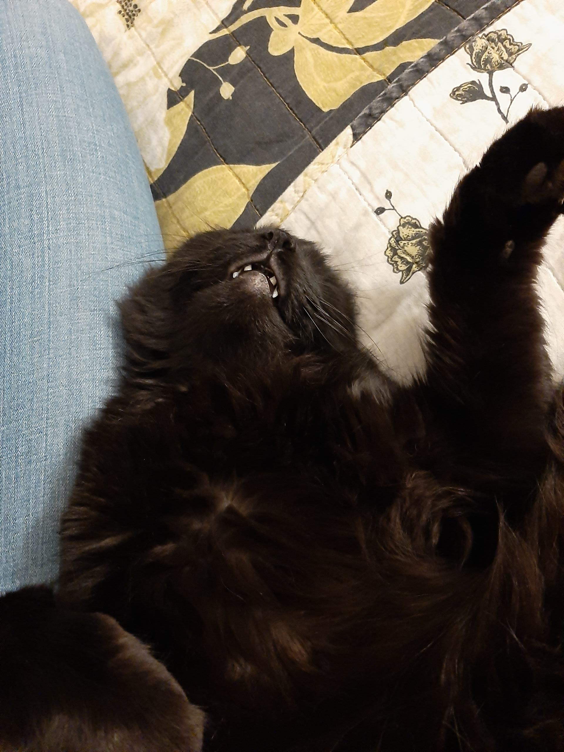 My cat being a derp. | Scrolller