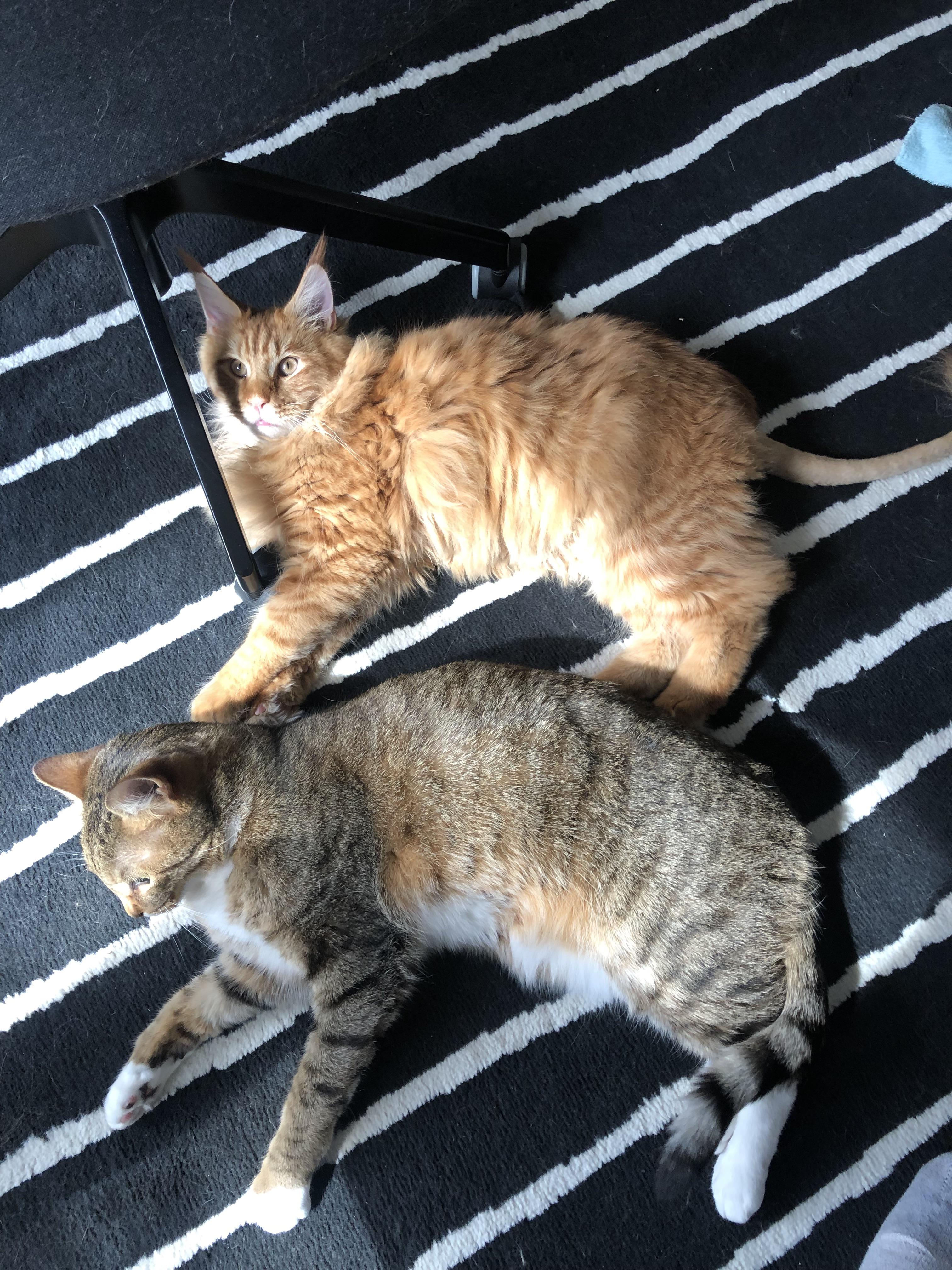 Size Comparison | Scrolller