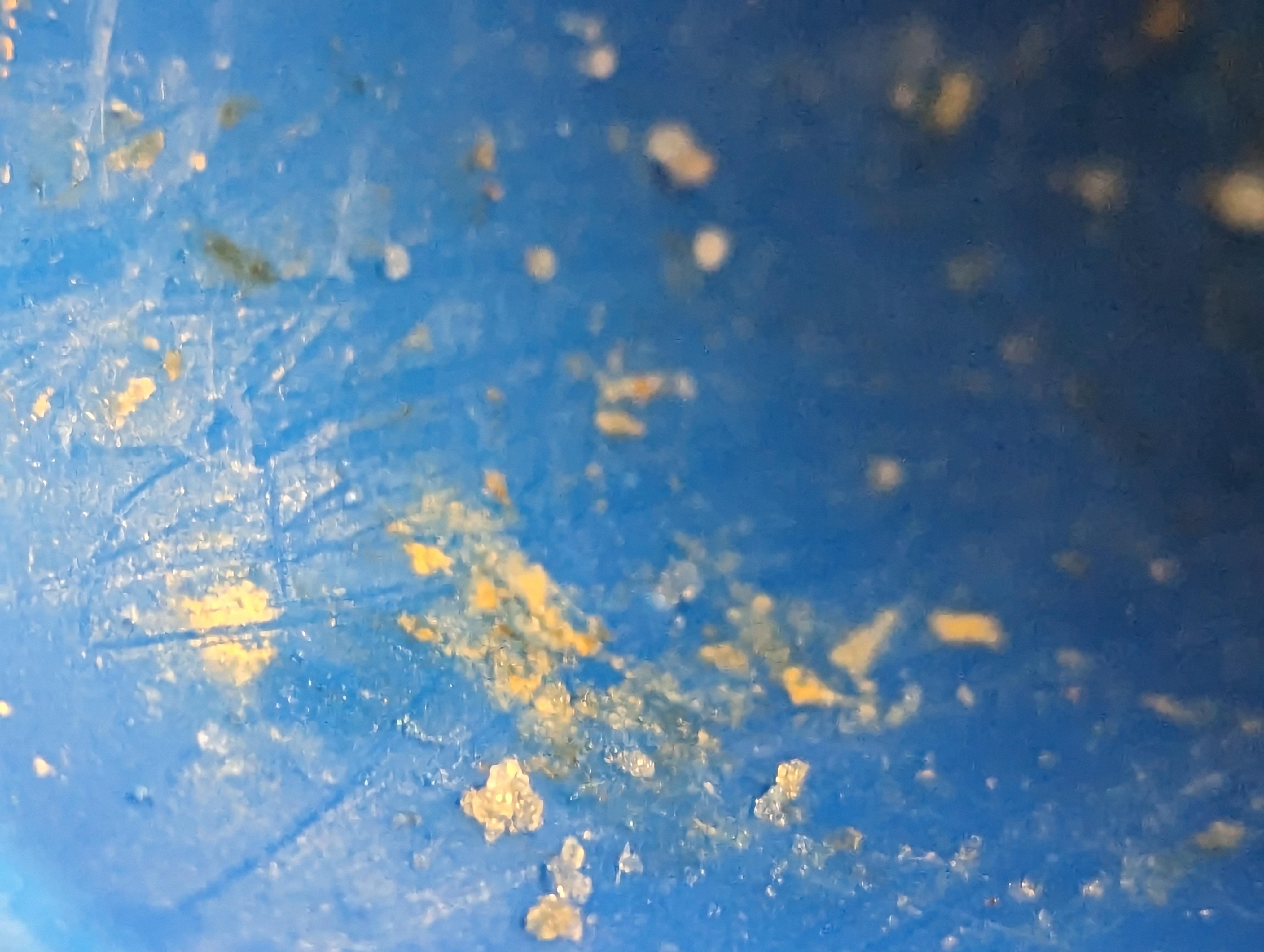 What is in my bun's litter box? | Scrolller