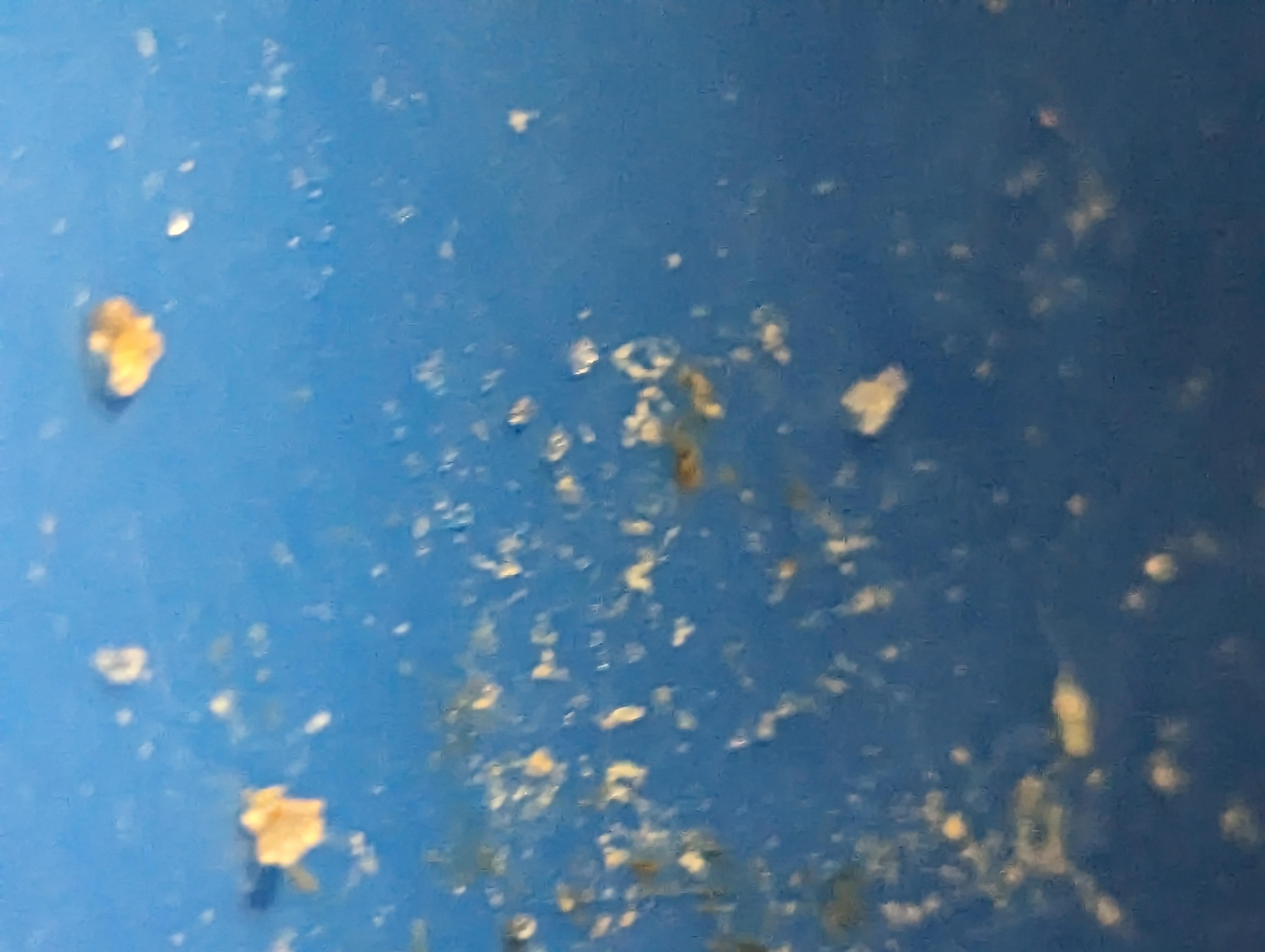 What is in my bun's litter box? | Scrolller