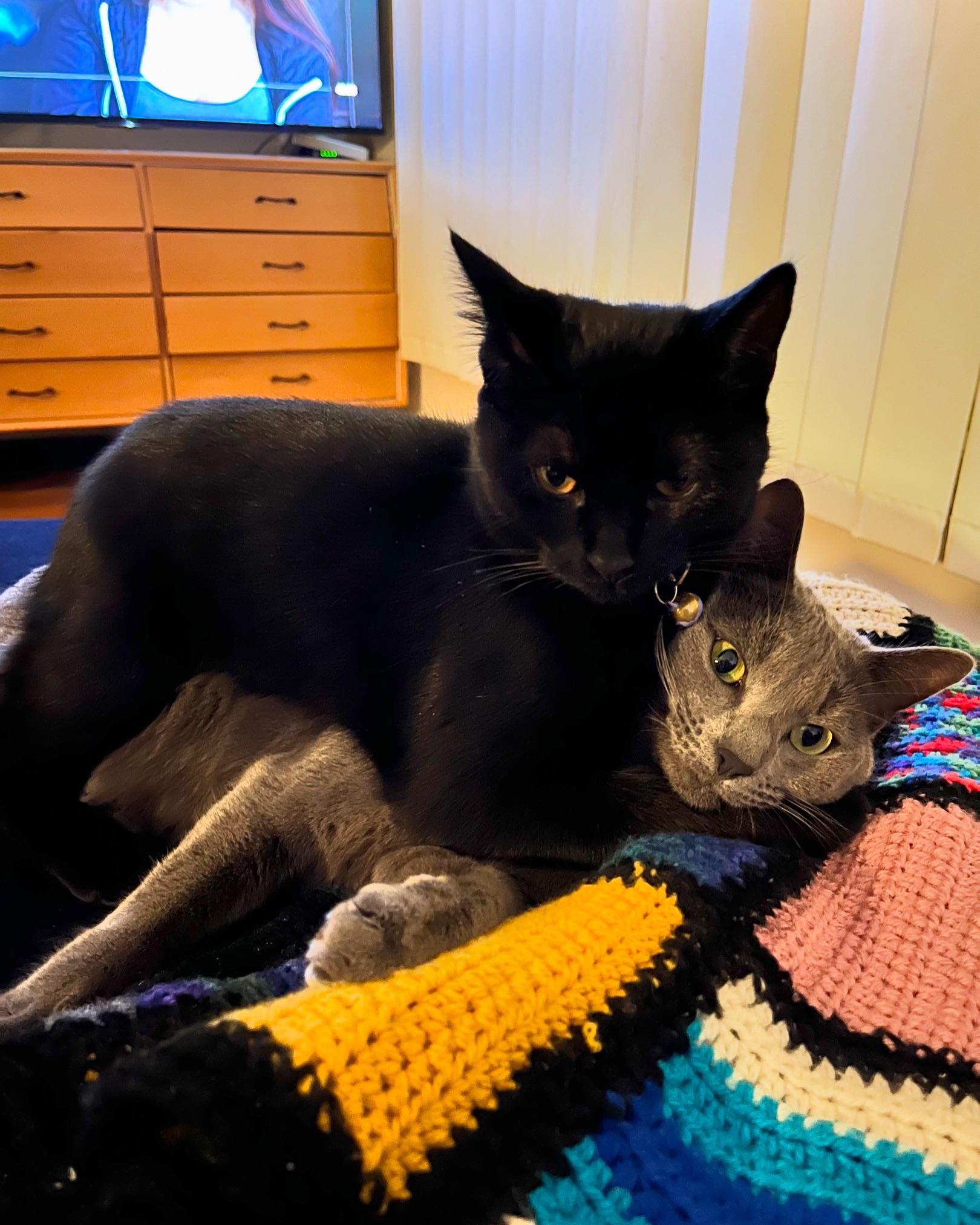 Black cats are the funniest cats. You can’t change my mind. This is Juno (or Bad JuJu) 🐈‍⬛ ...