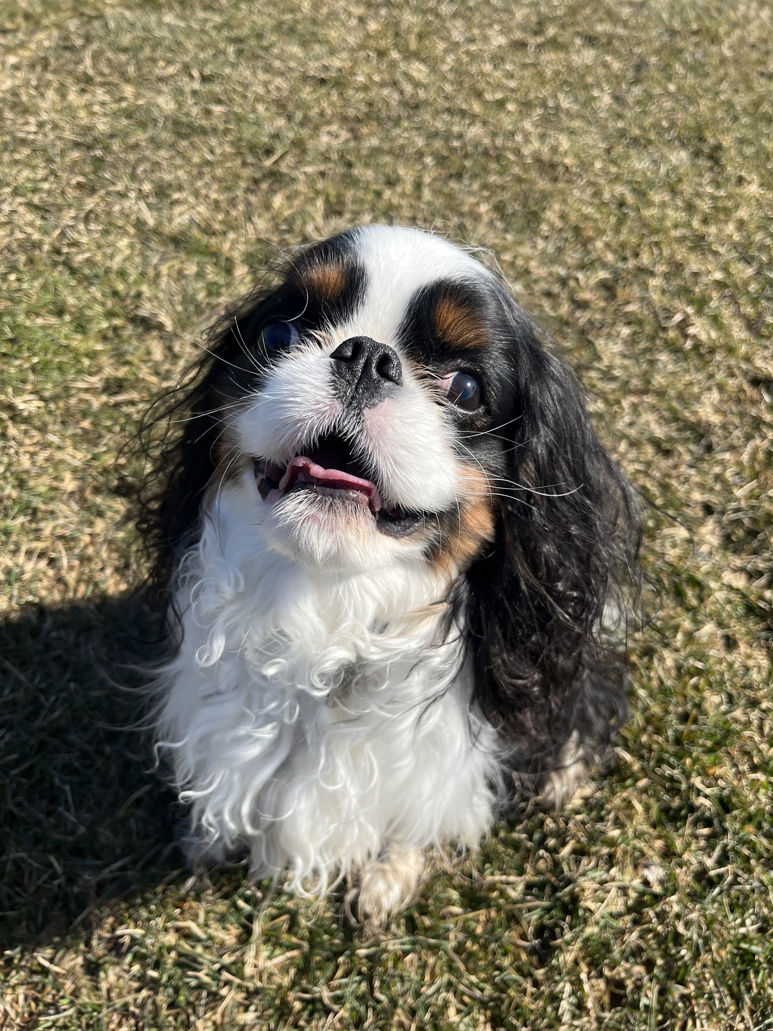 Discover more like Aww: Hank is happy and Related Content | Scrolller