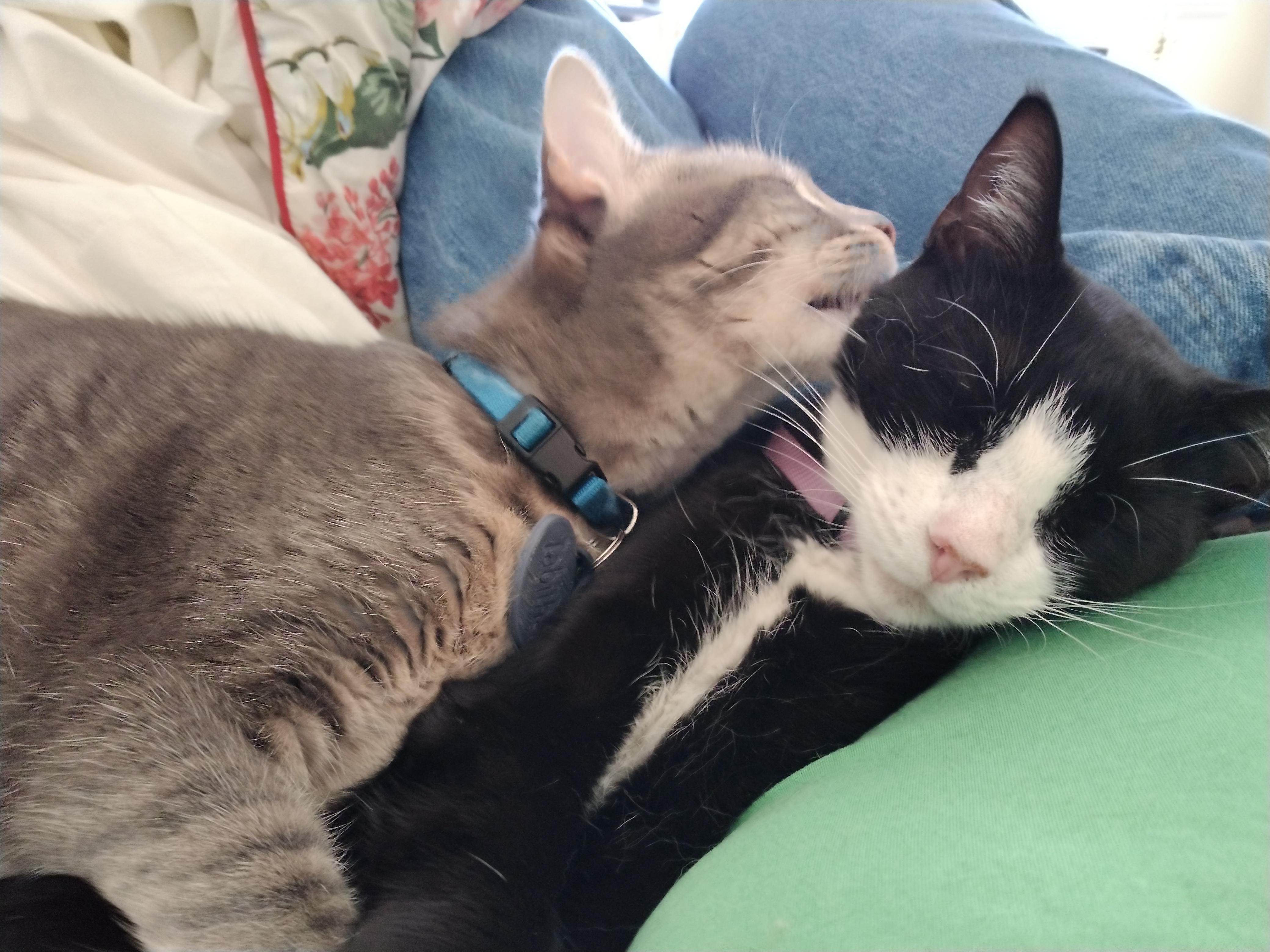 Discover more like Cats: Spooning and Related Content | Scrolller