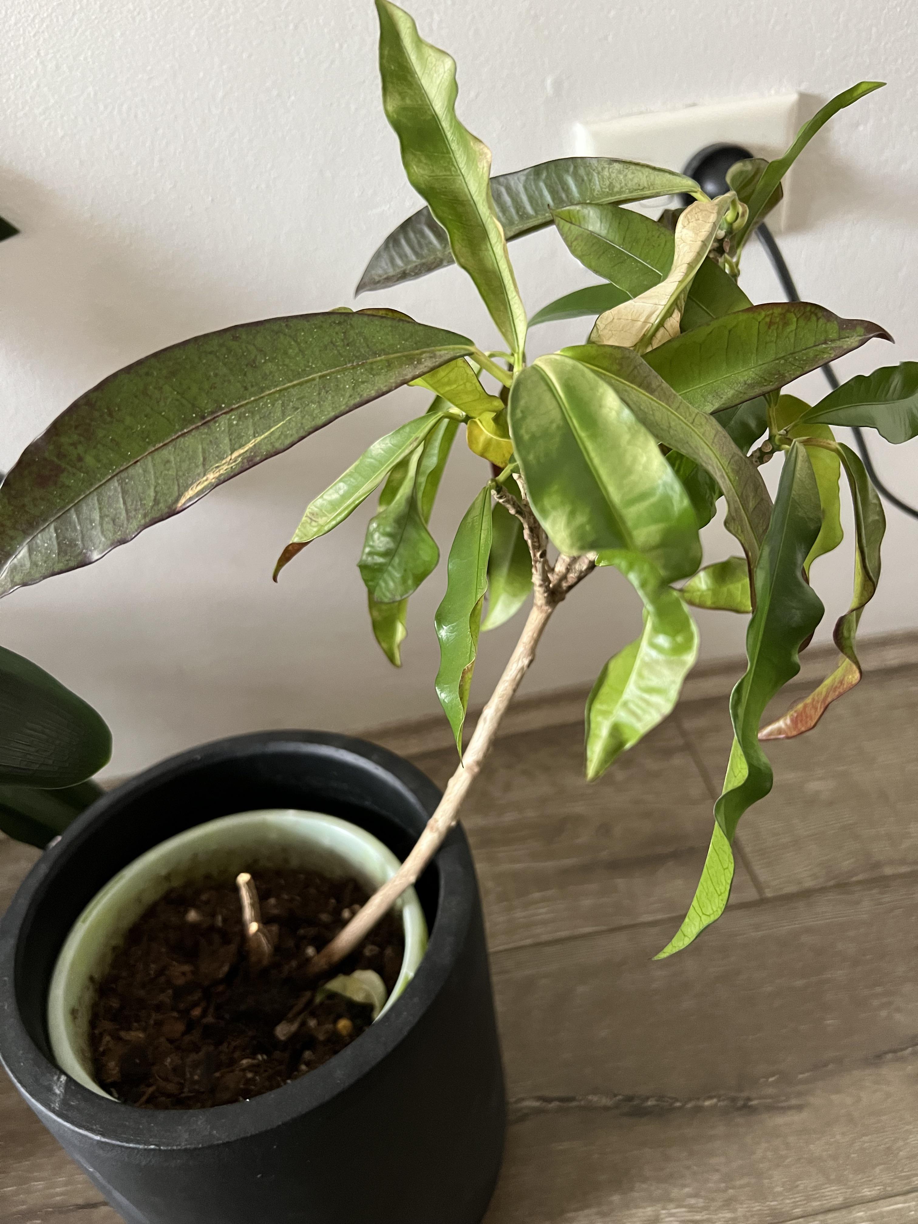 Does anyone know these plants? | Scrolller