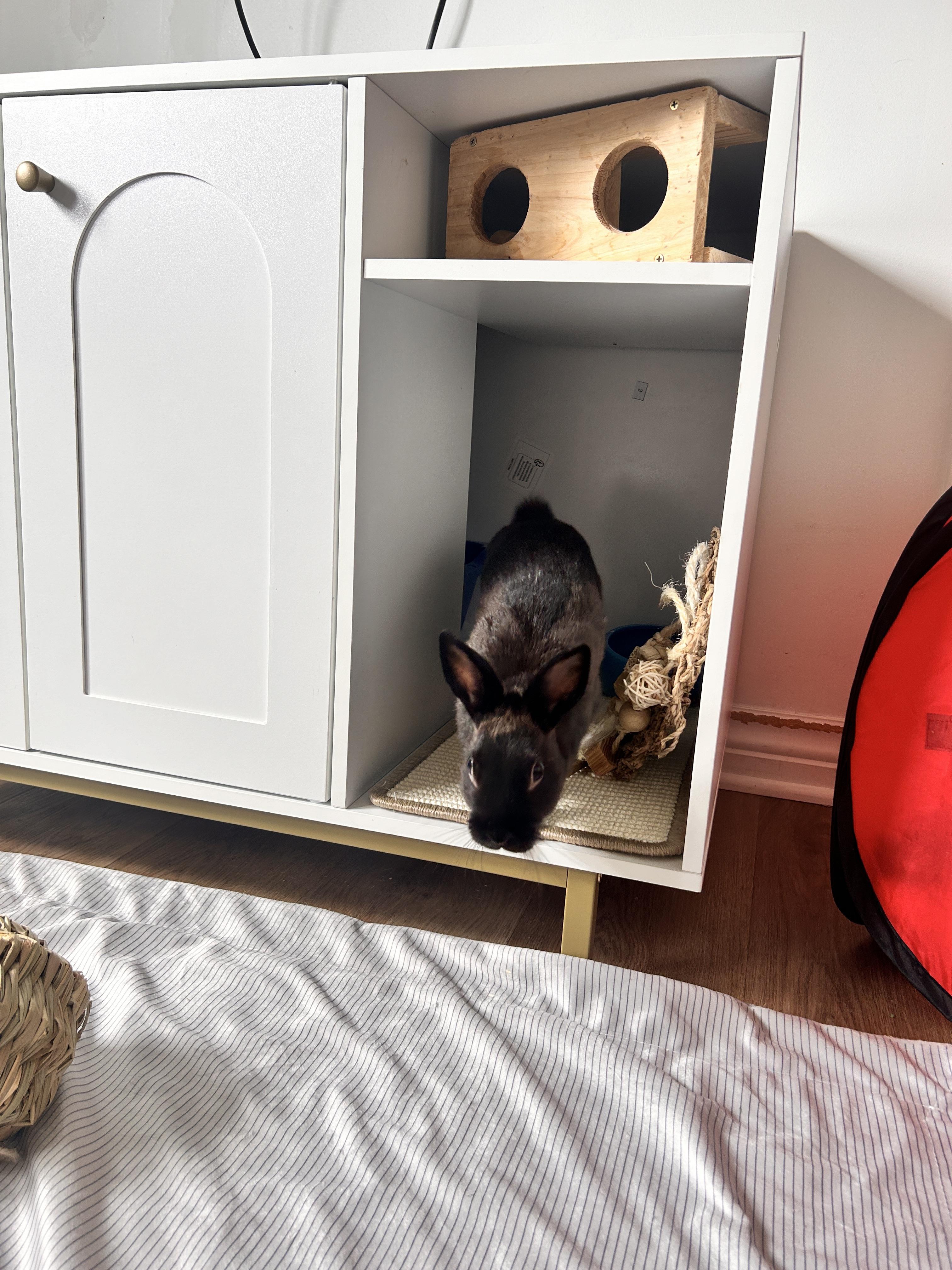 New litter box! | Scrolller