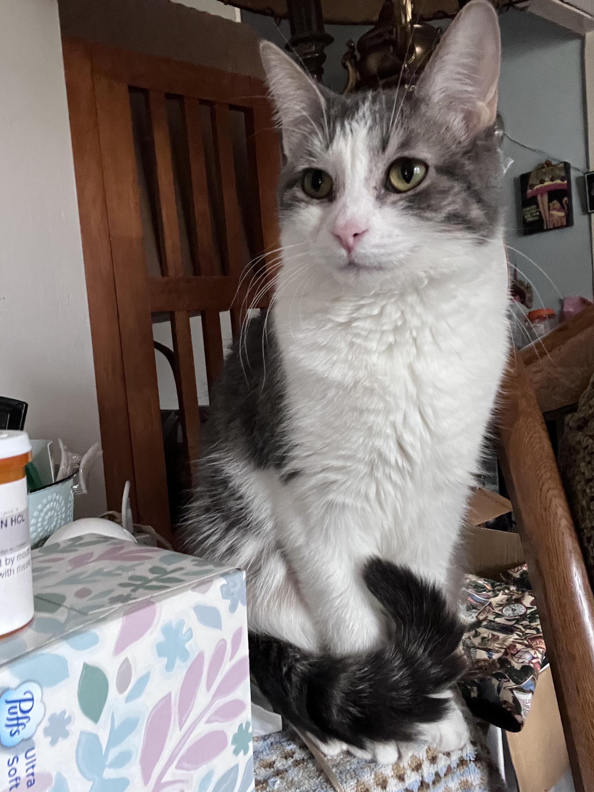 My cat is a Legend! After a year of treatments she's cured of FIP! Put her somewhere legendary ...