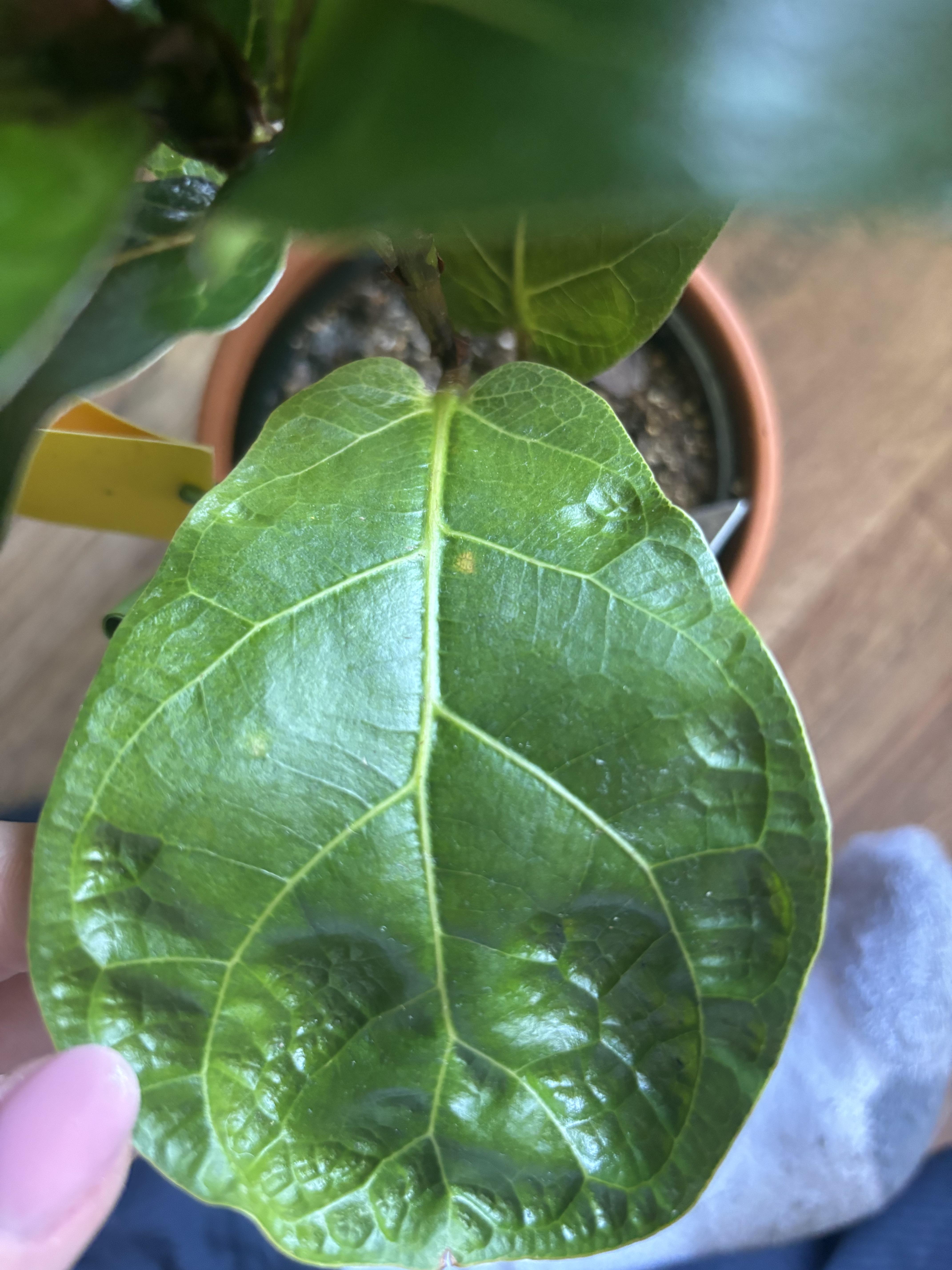 What pest is this? | Scrolller