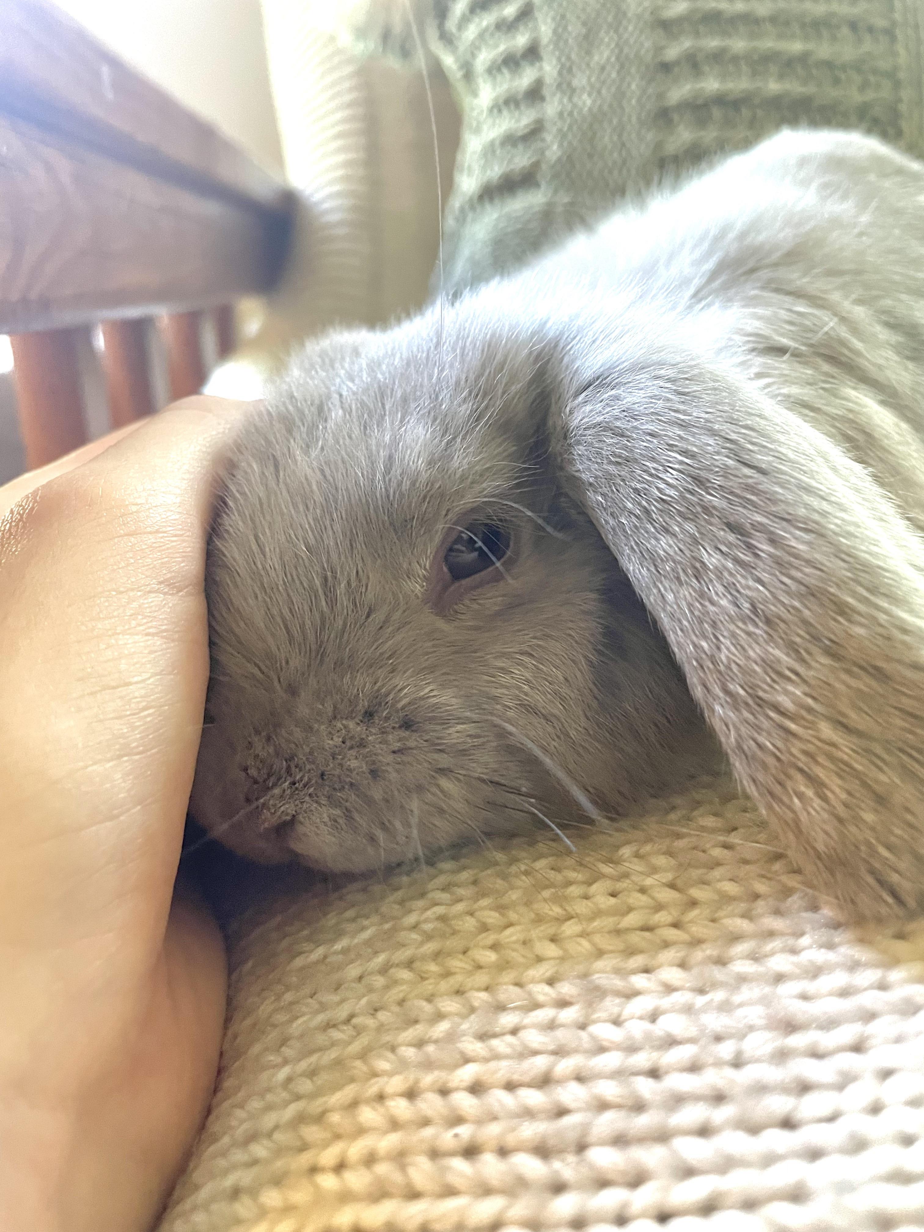 Meet Poppy! | Scrolller