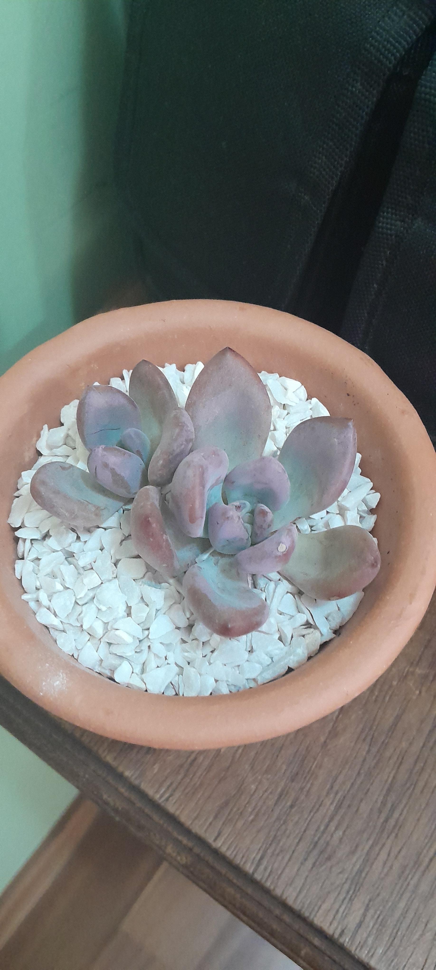 Help me identify | Scrolller