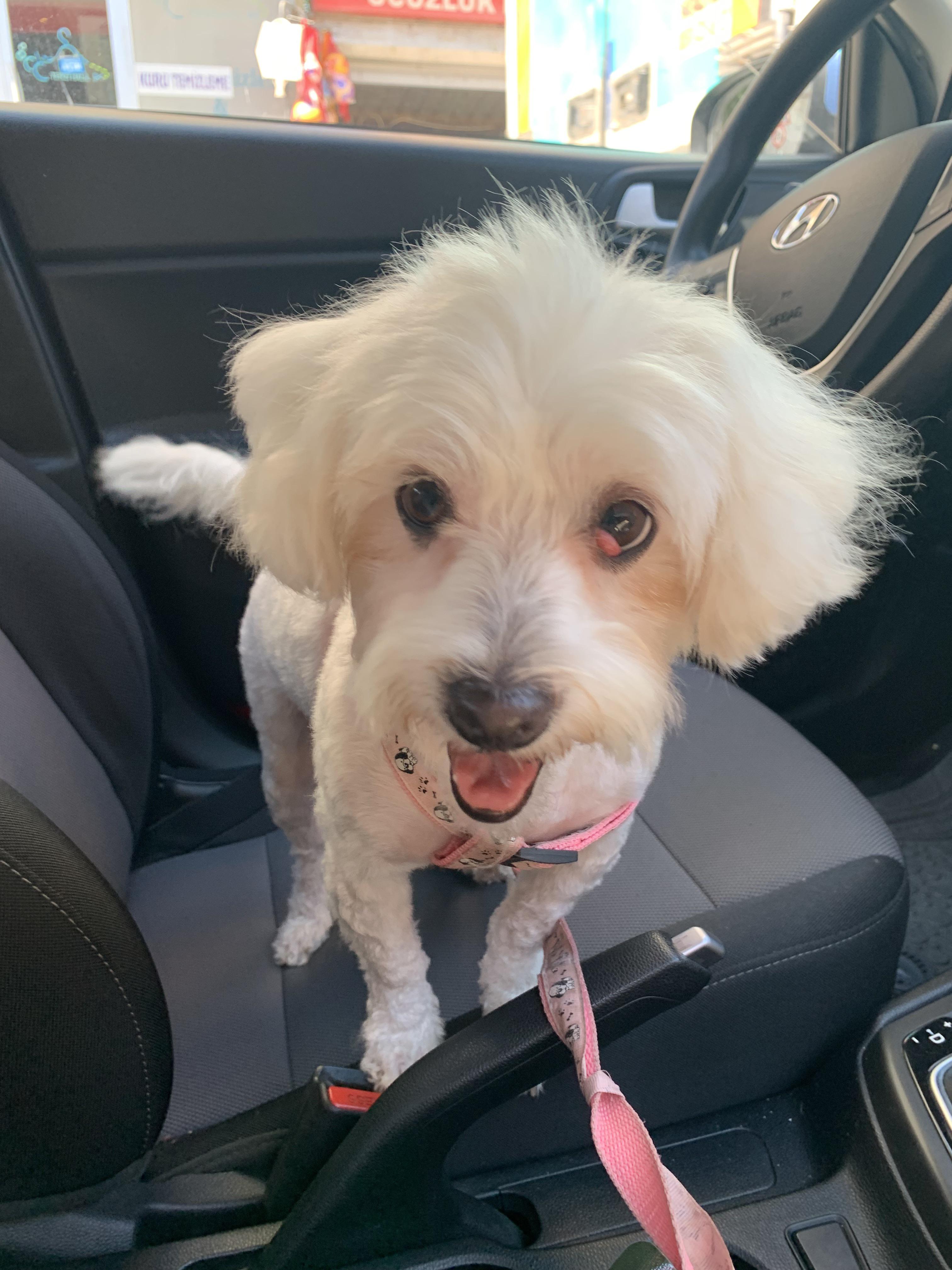 Daisy got a shave! | Scrolller