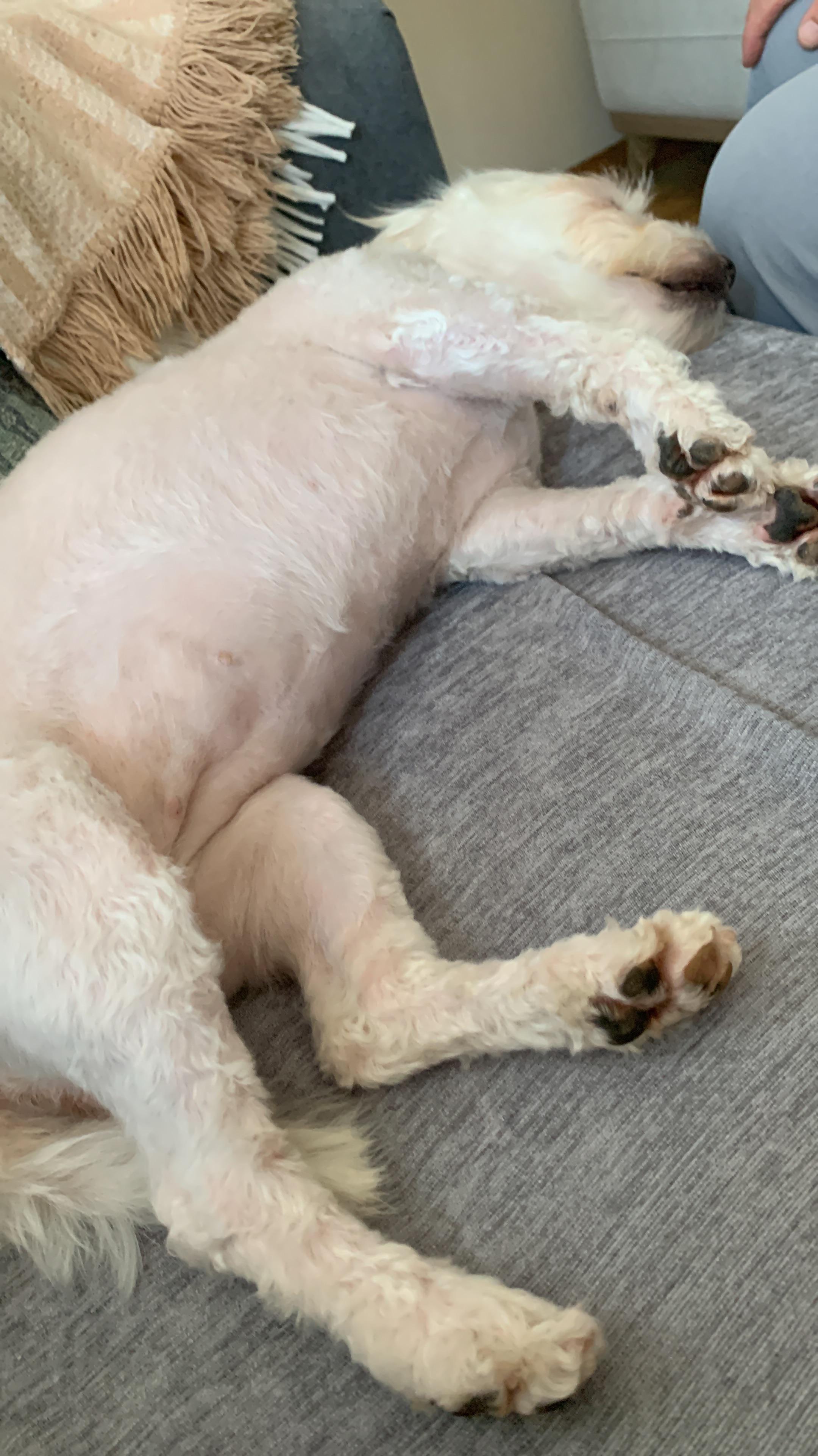 Daisy got a shave! | Scrolller