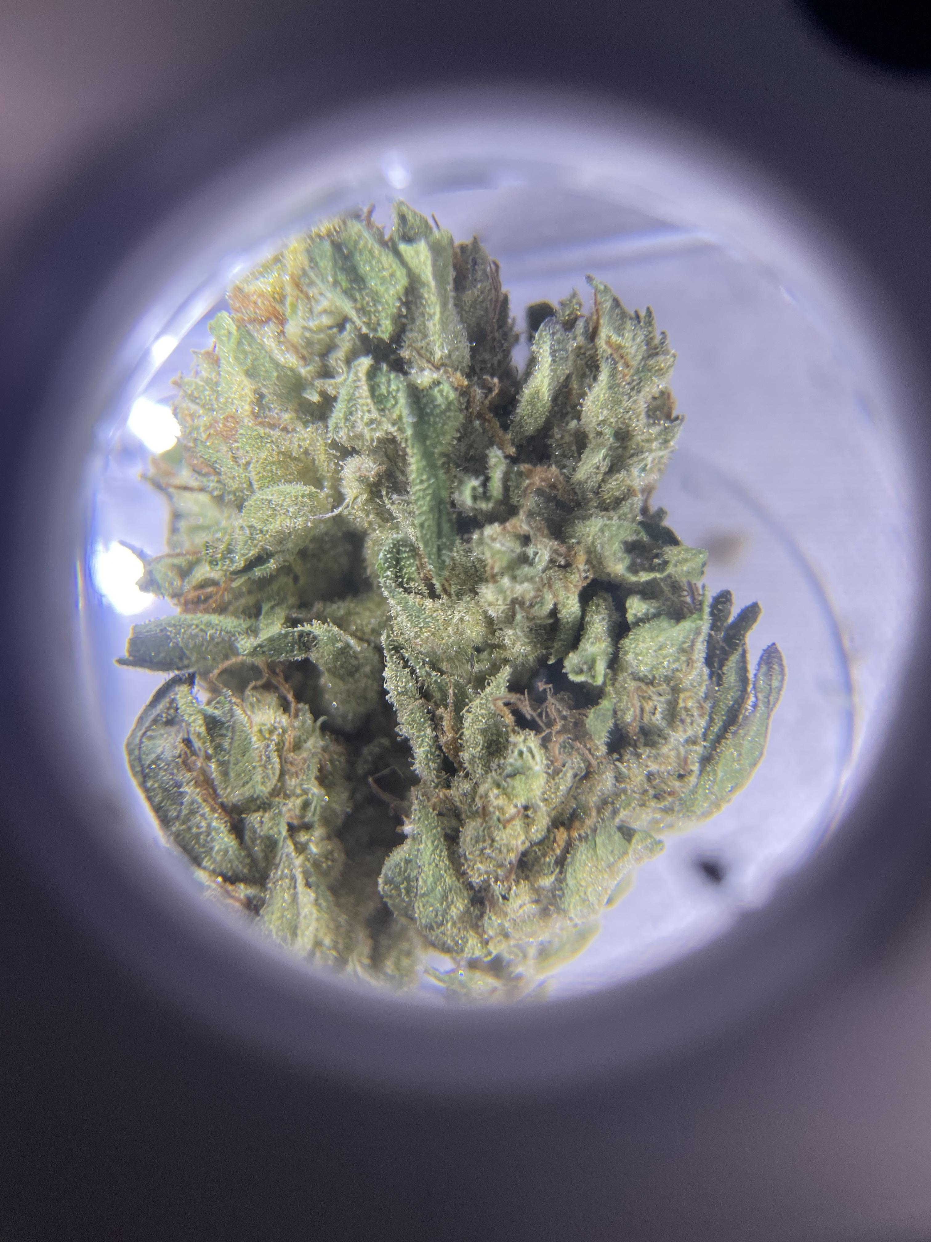 Project Gary | Scrolller