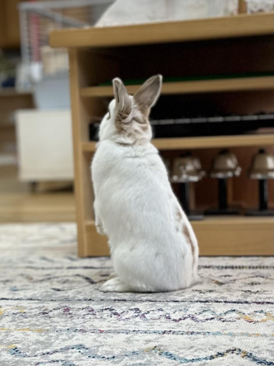 Brushing | Scrolller