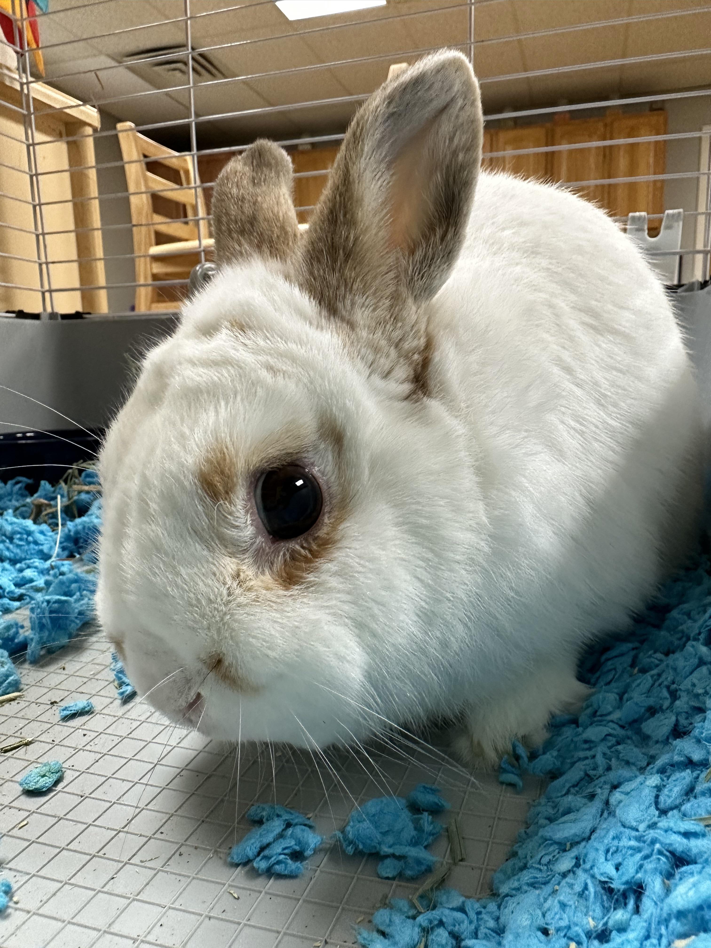 Brushing | Scrolller