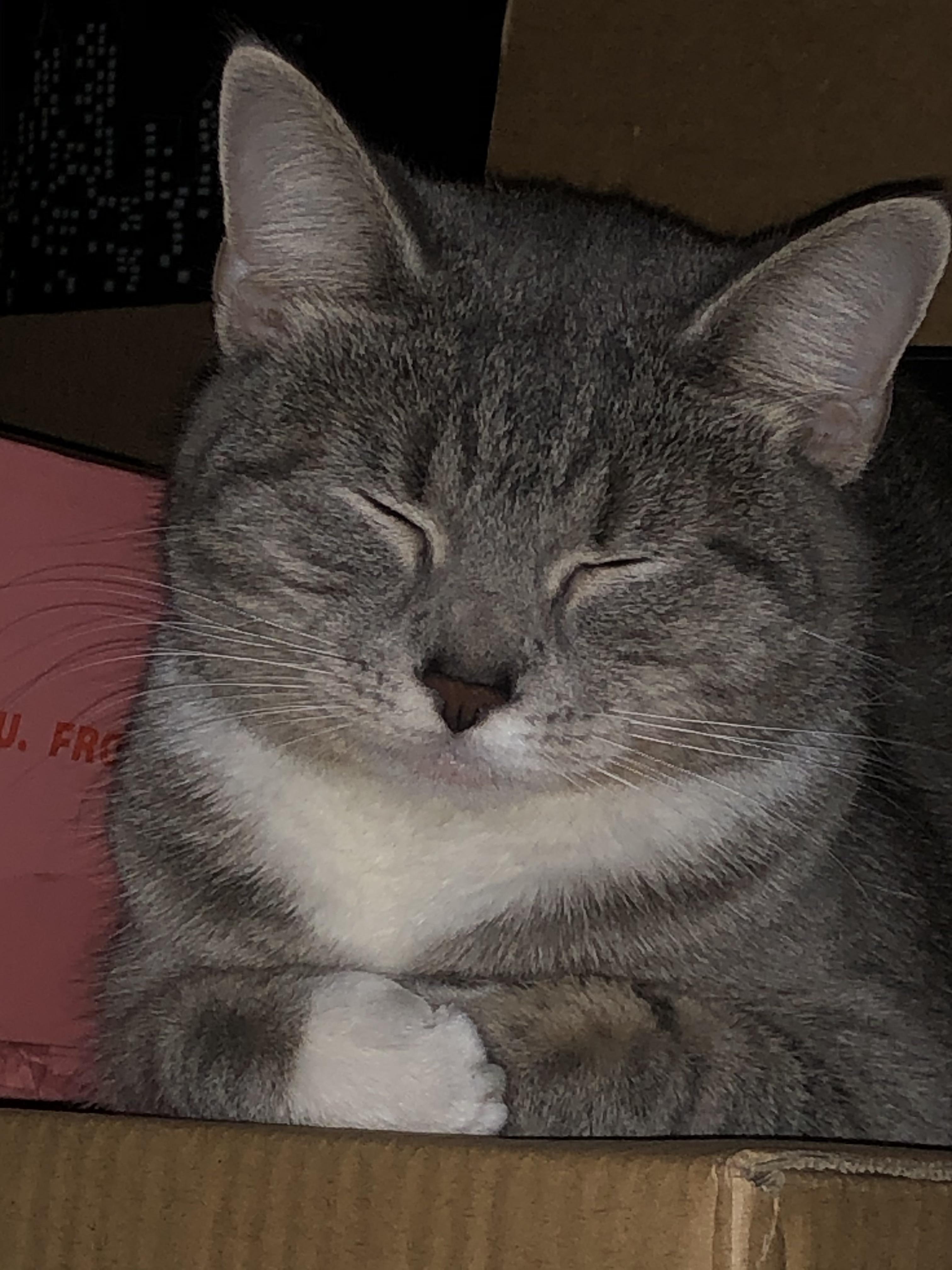 Show me those photos where we can confirm that the word “cat” means art, harmony, perfection ...