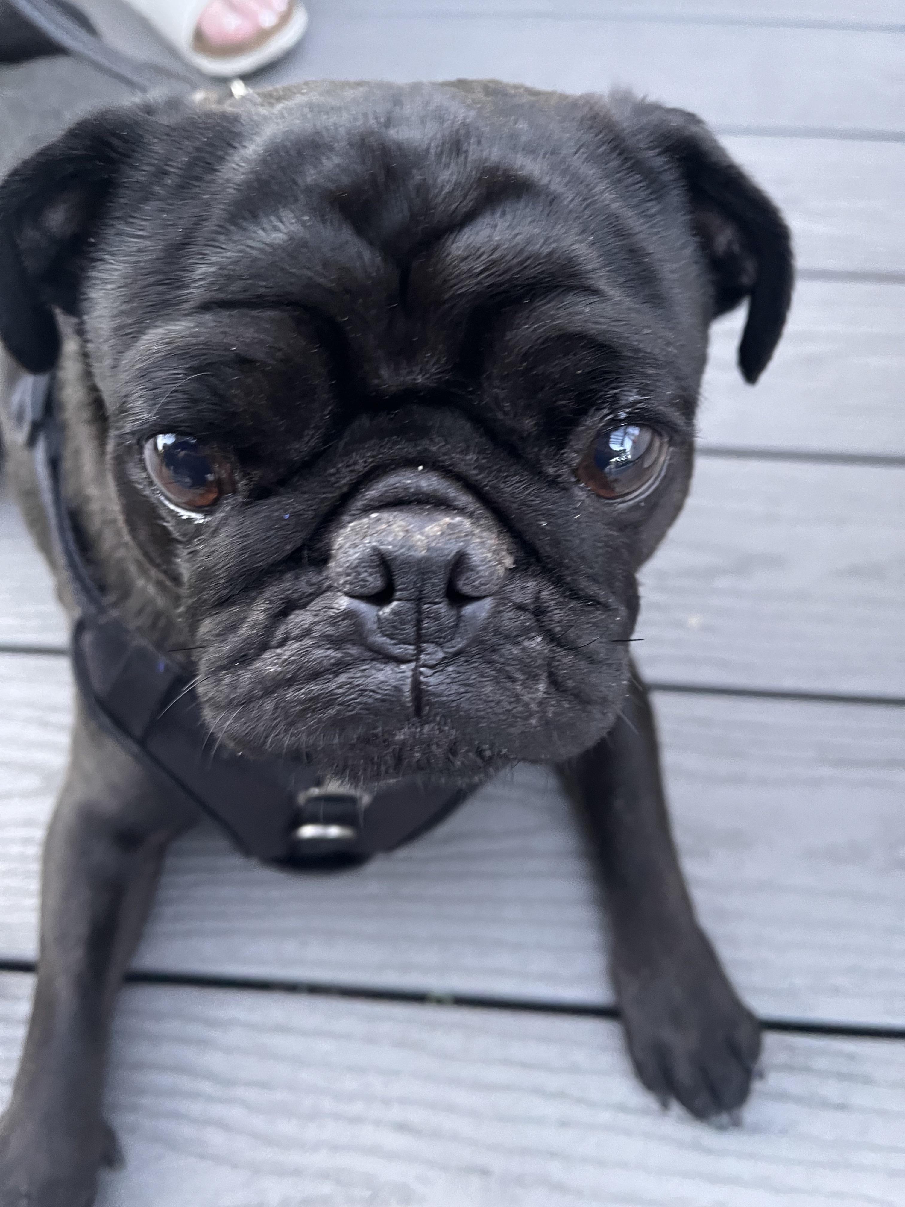 My neighbors, Cooper and Omega🐶 | Scrolller