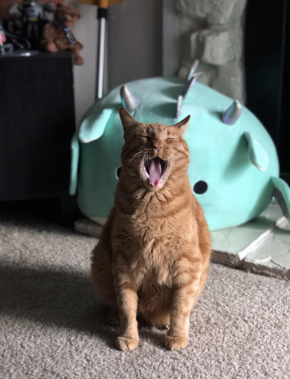 Portraits of Morty | Scrolller