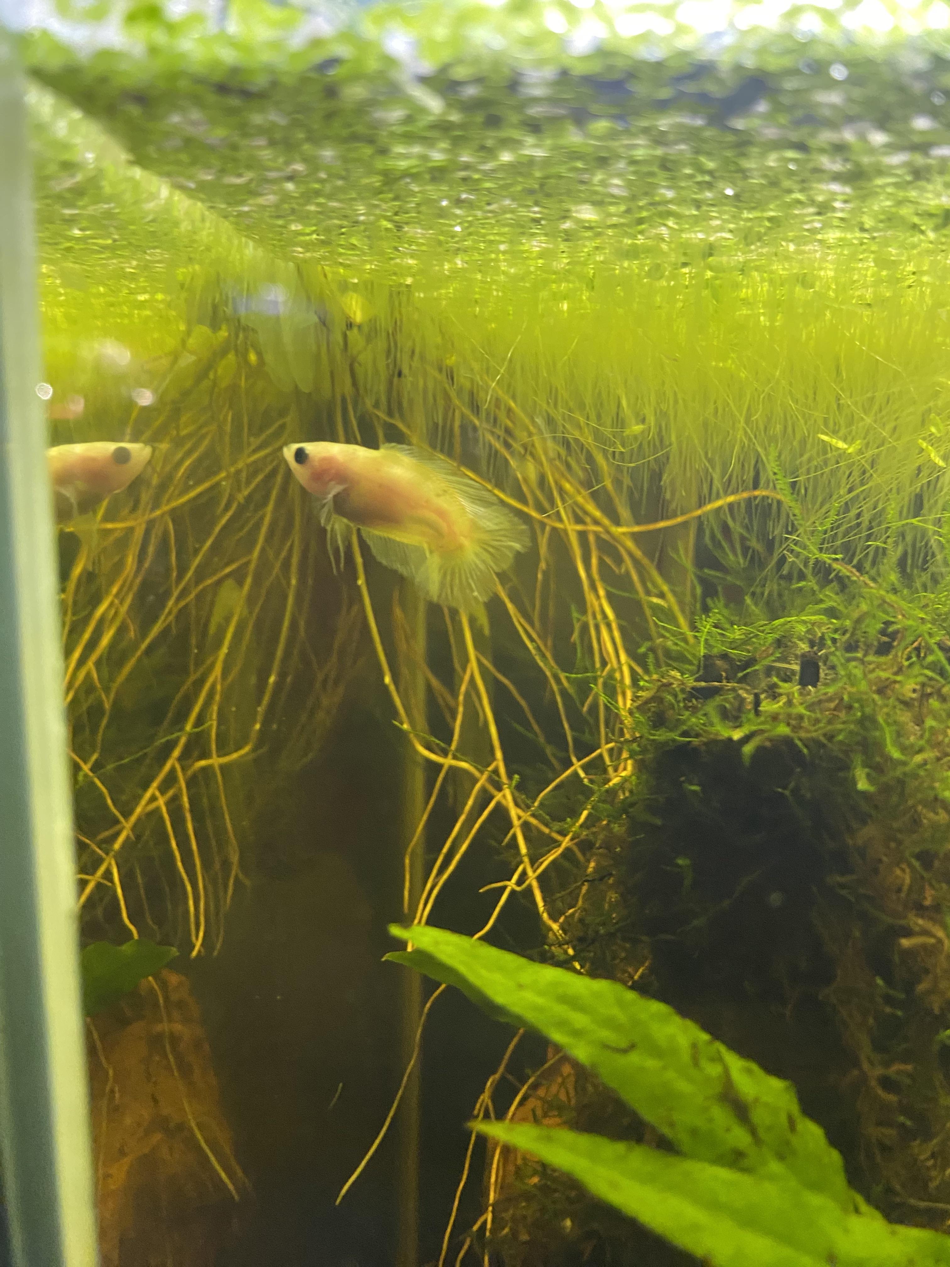 Her name is chicken nugget. Please be nice she sensitive. | Scrolller