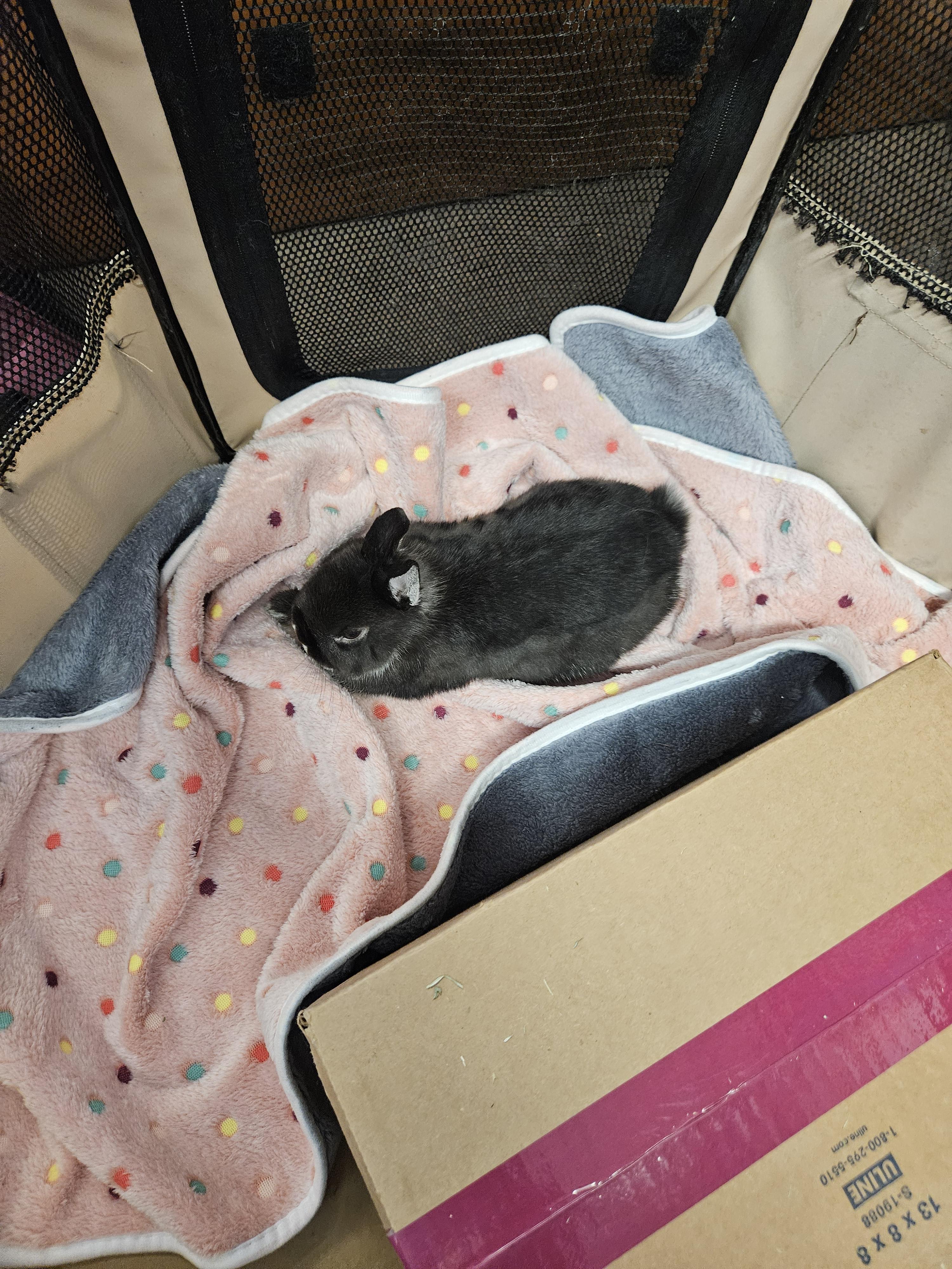 Netherland Dwarf | Scrolller