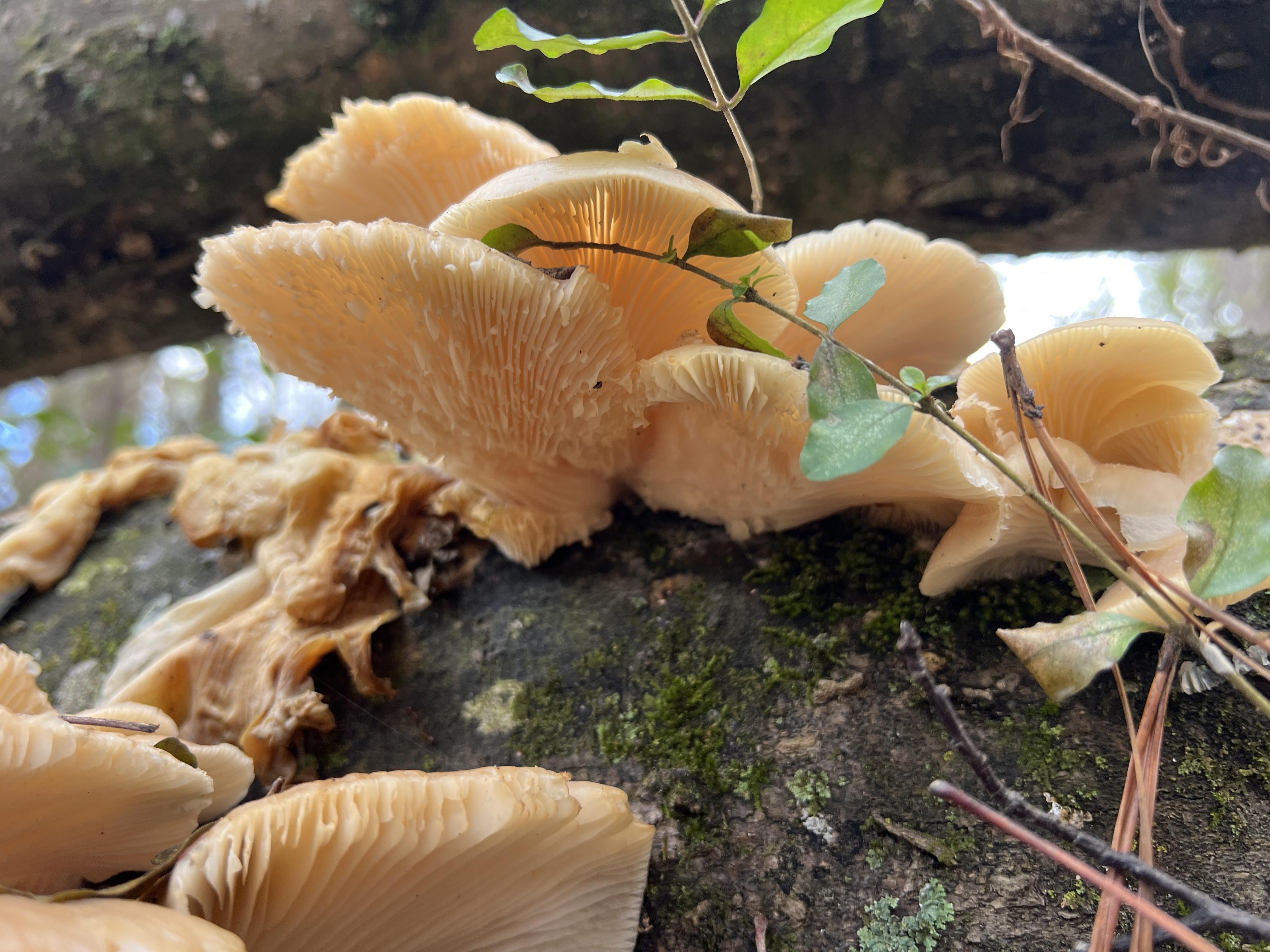 Oyster verification | Scrolller