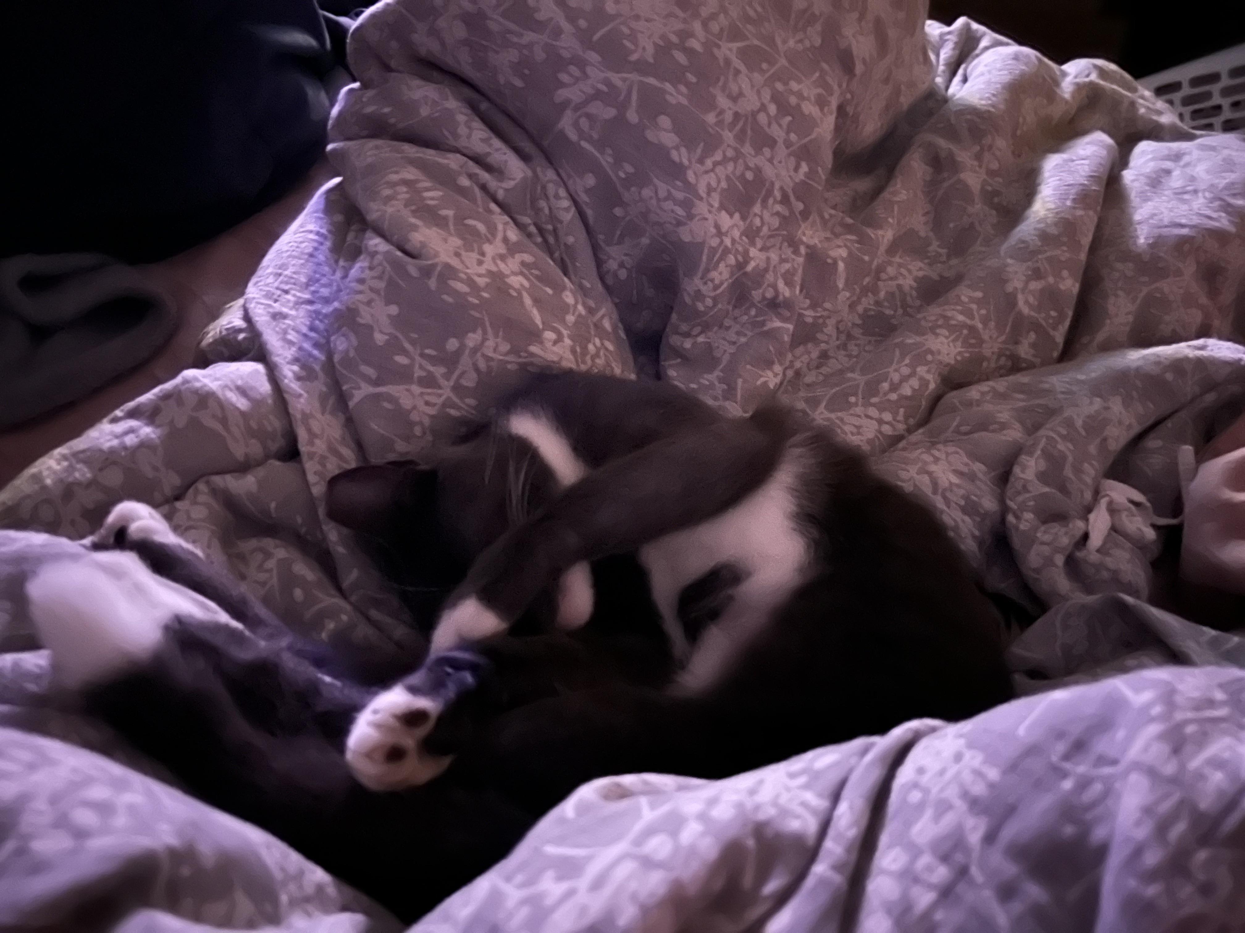 Cat Distribution System at Work | Scrolller