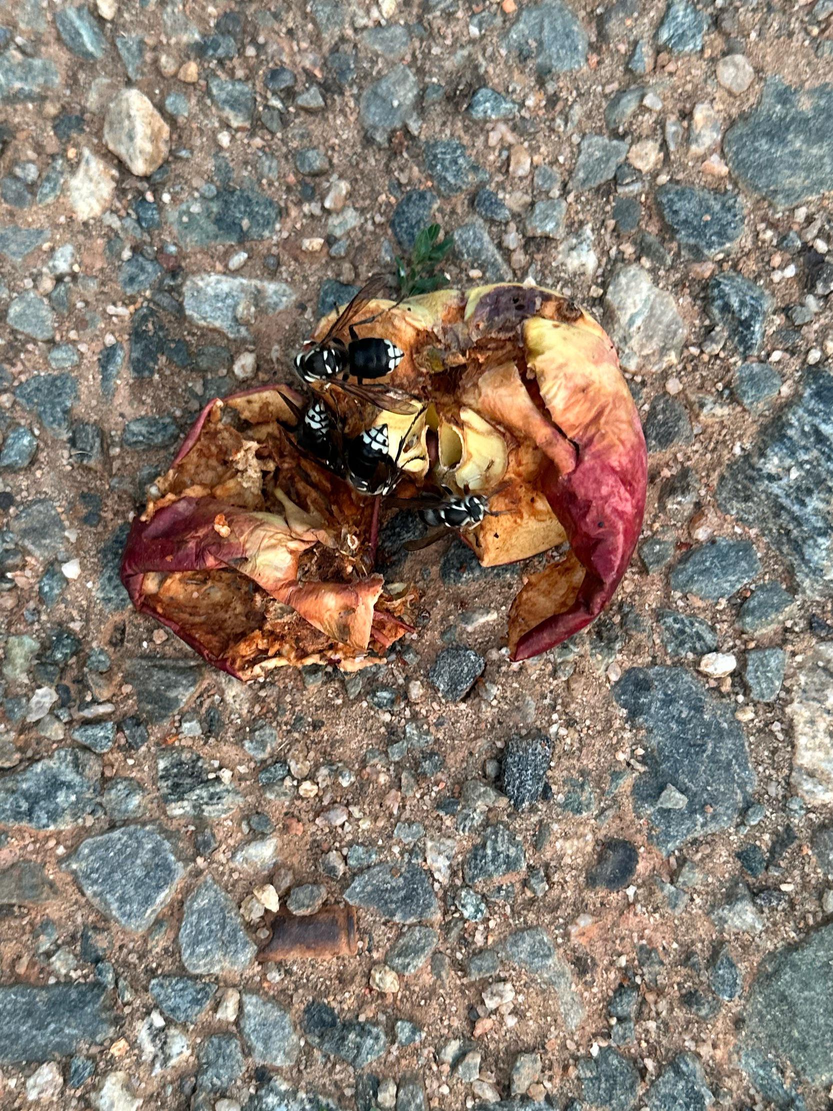 What are these bees? | Scrolller