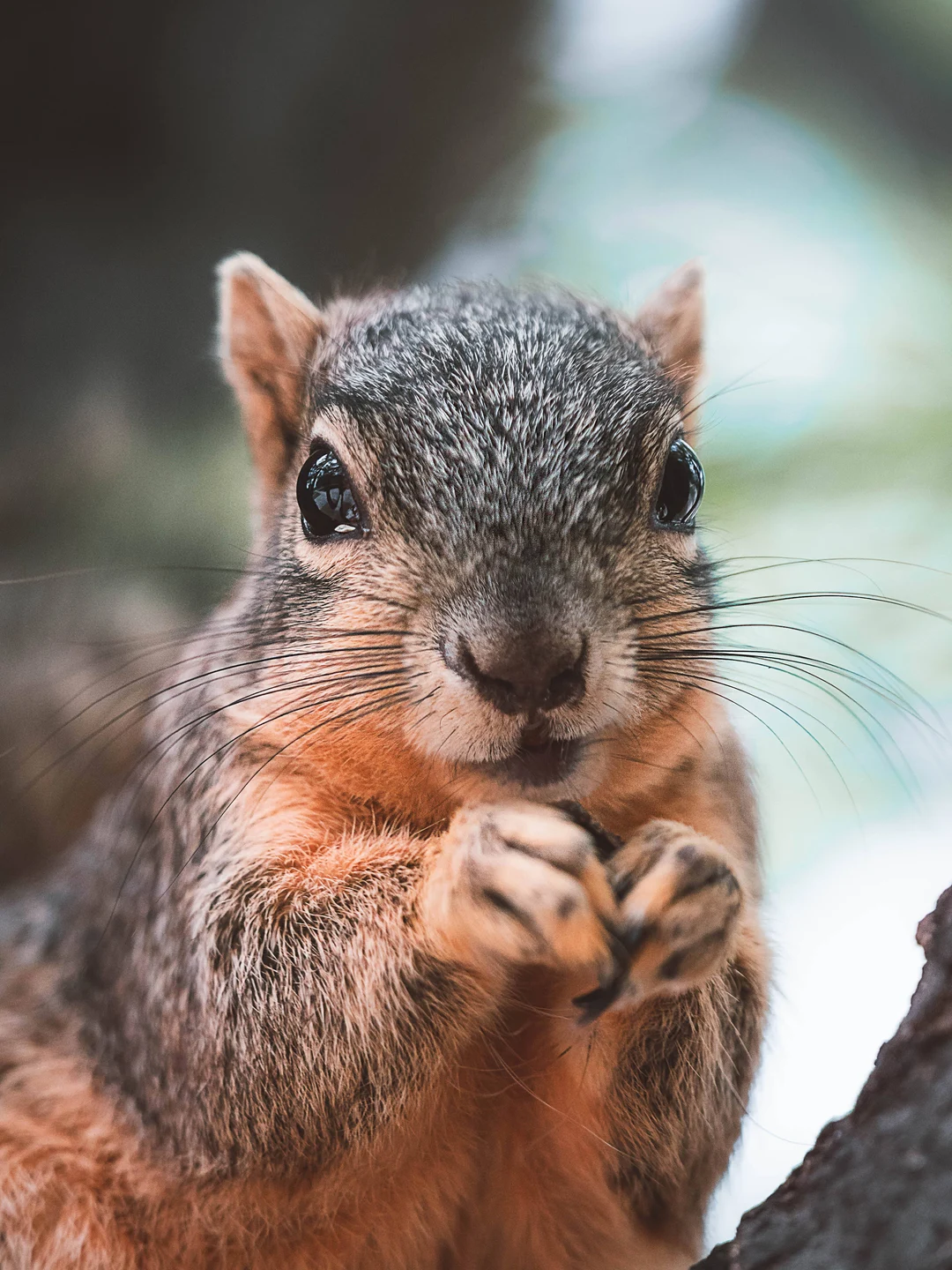Devious little fox squirrel | Scrolller