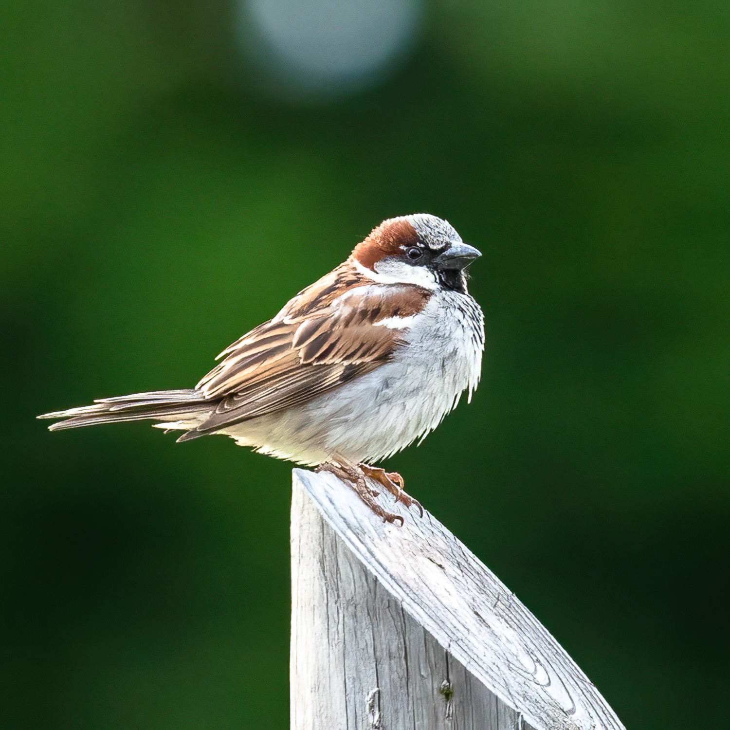 Discover more like Birdpics: House Sparrow and Related Content | Scrolller