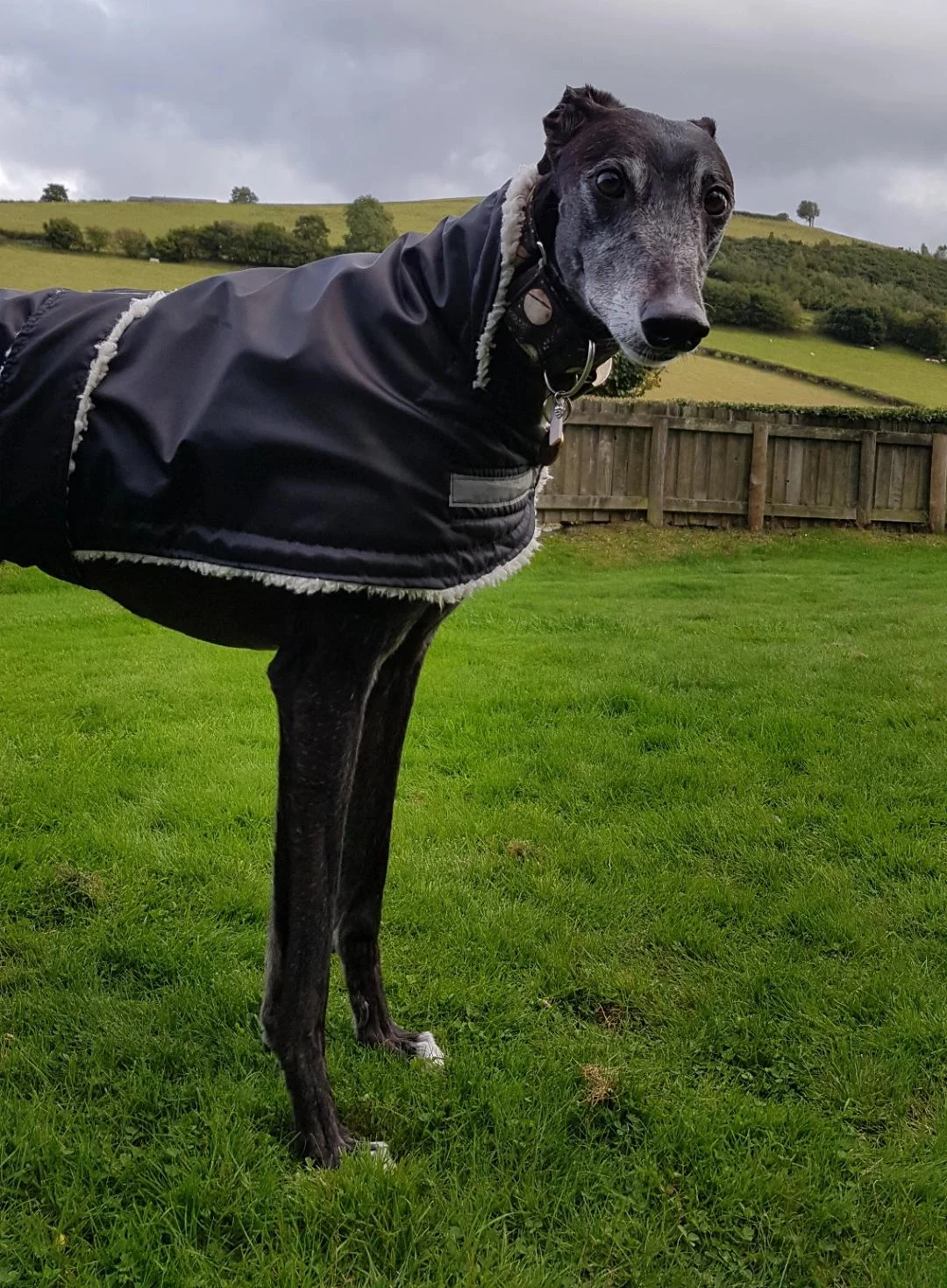 Laika looking sweet and innocent after revealing what an absolute monster she becomes with prey ...