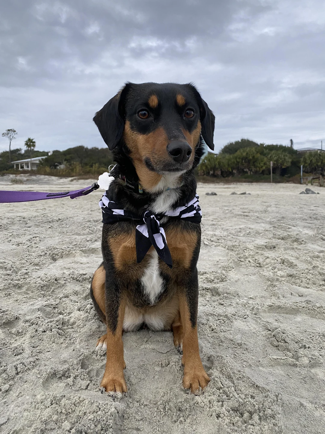 Bean loves the beach! | Scrolller