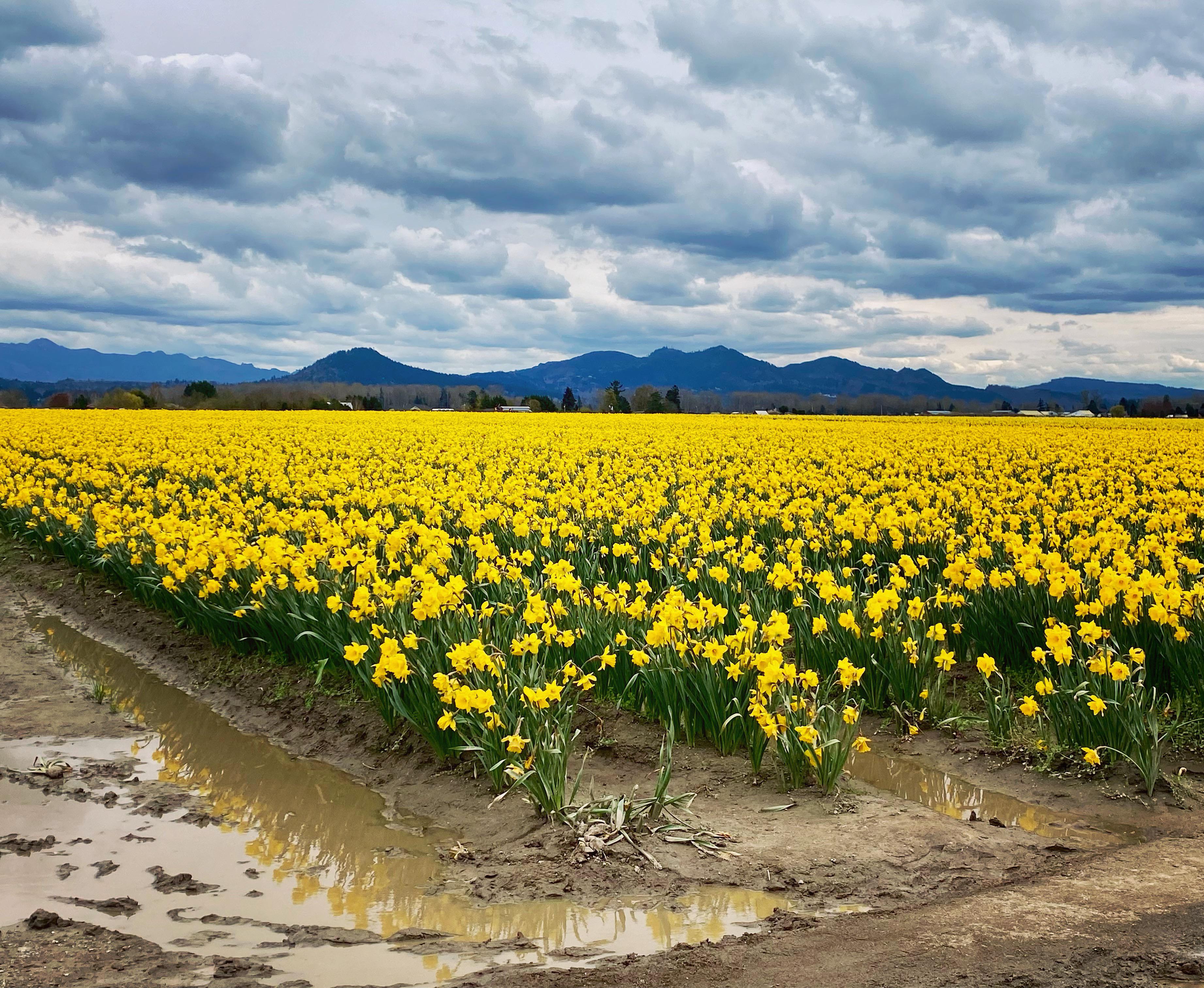 Daffodils in Skagit Valley WA | Scrolller