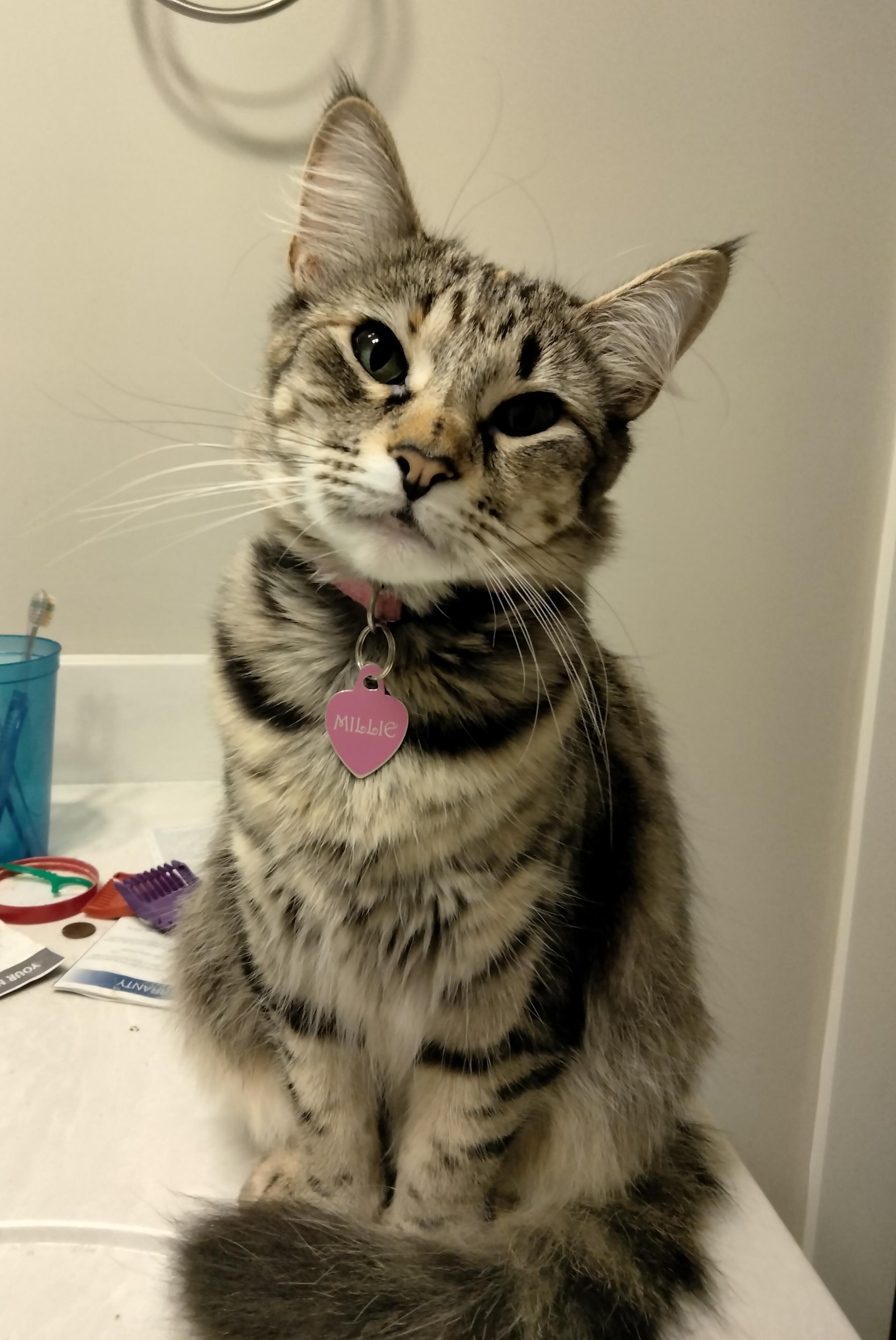 A happy floof | Scrolller