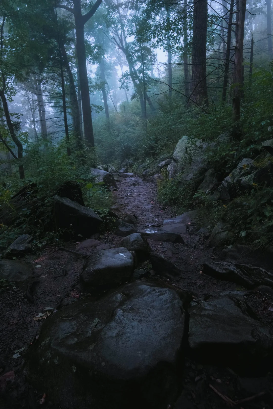 Foggy Woodland Path - Great Smoky Mountains National Park [OC][2334x3500] | Scrolller