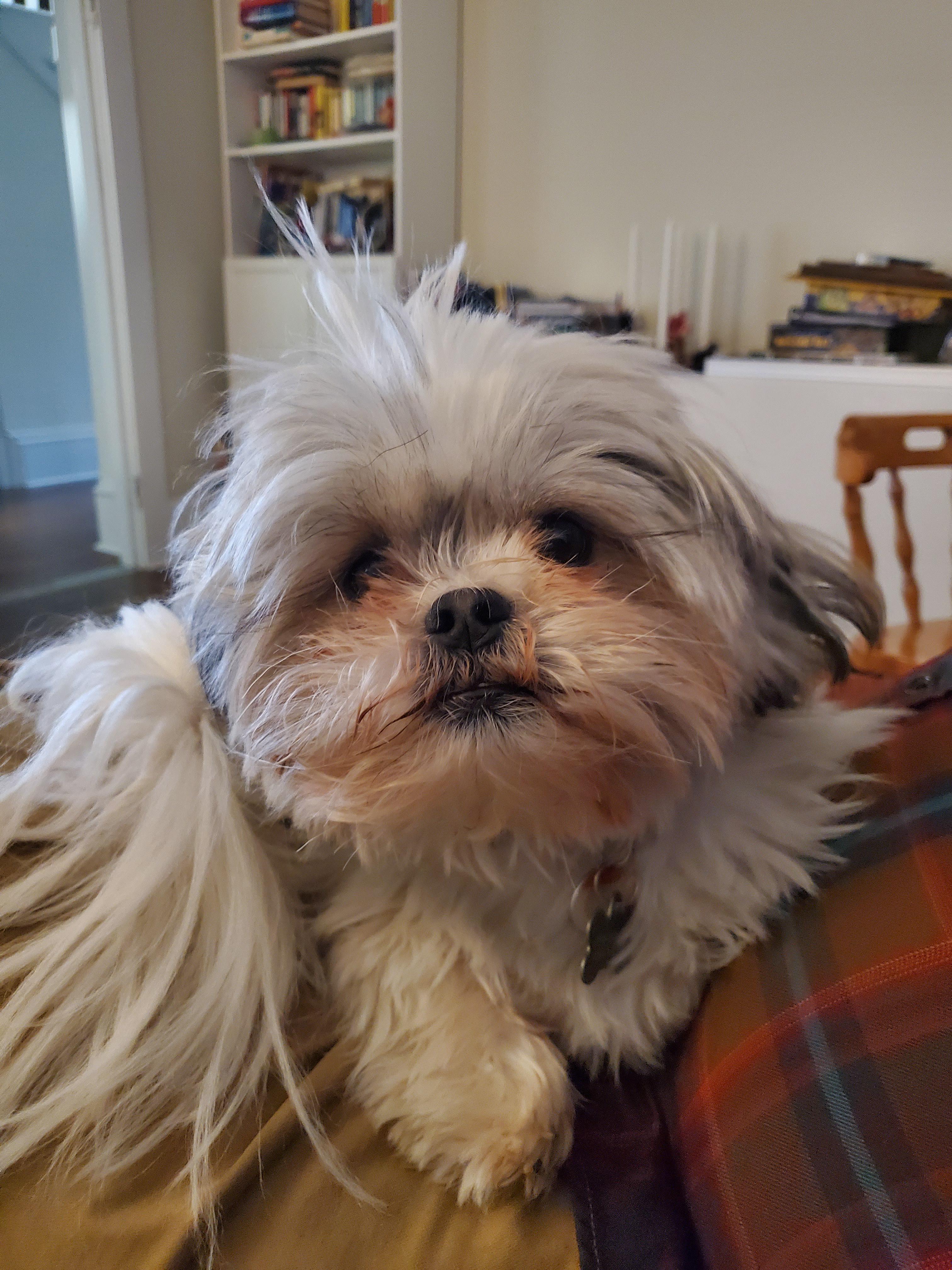 Sweet floof face | Scrolller