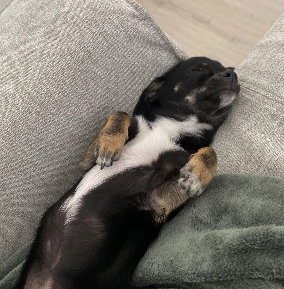 Corner couch naps | Scrolller