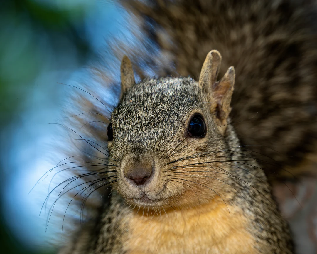 Discover more like Squirrels: Squirrel and Related Content | Scrolller