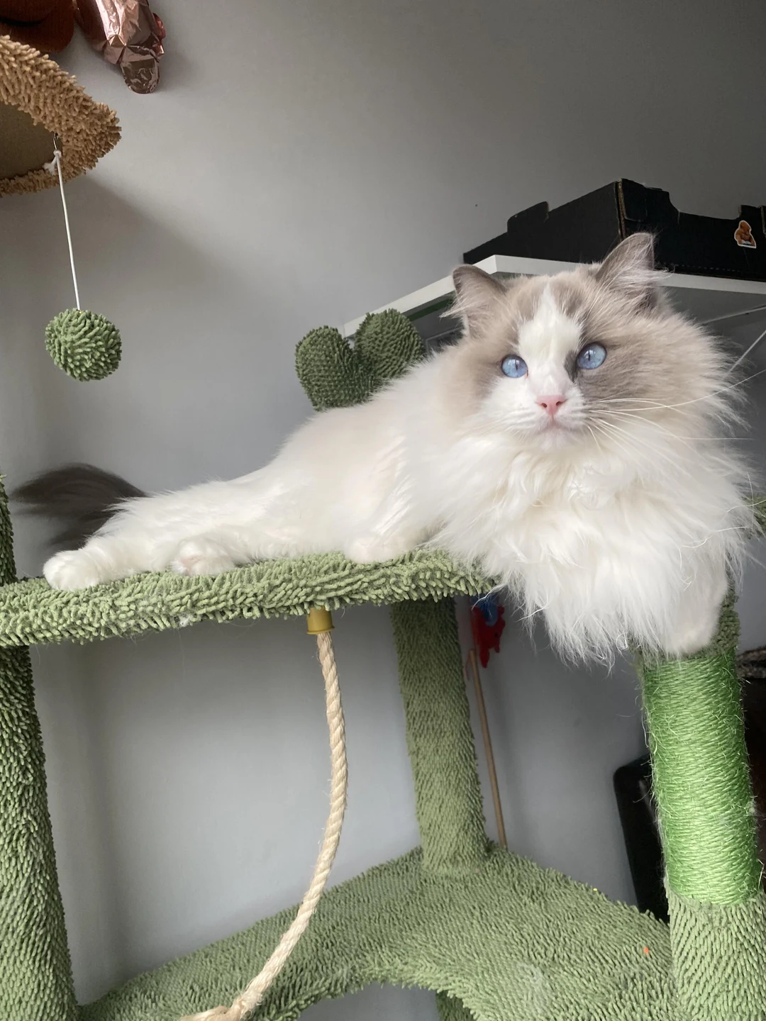 happy floof | Scrolller