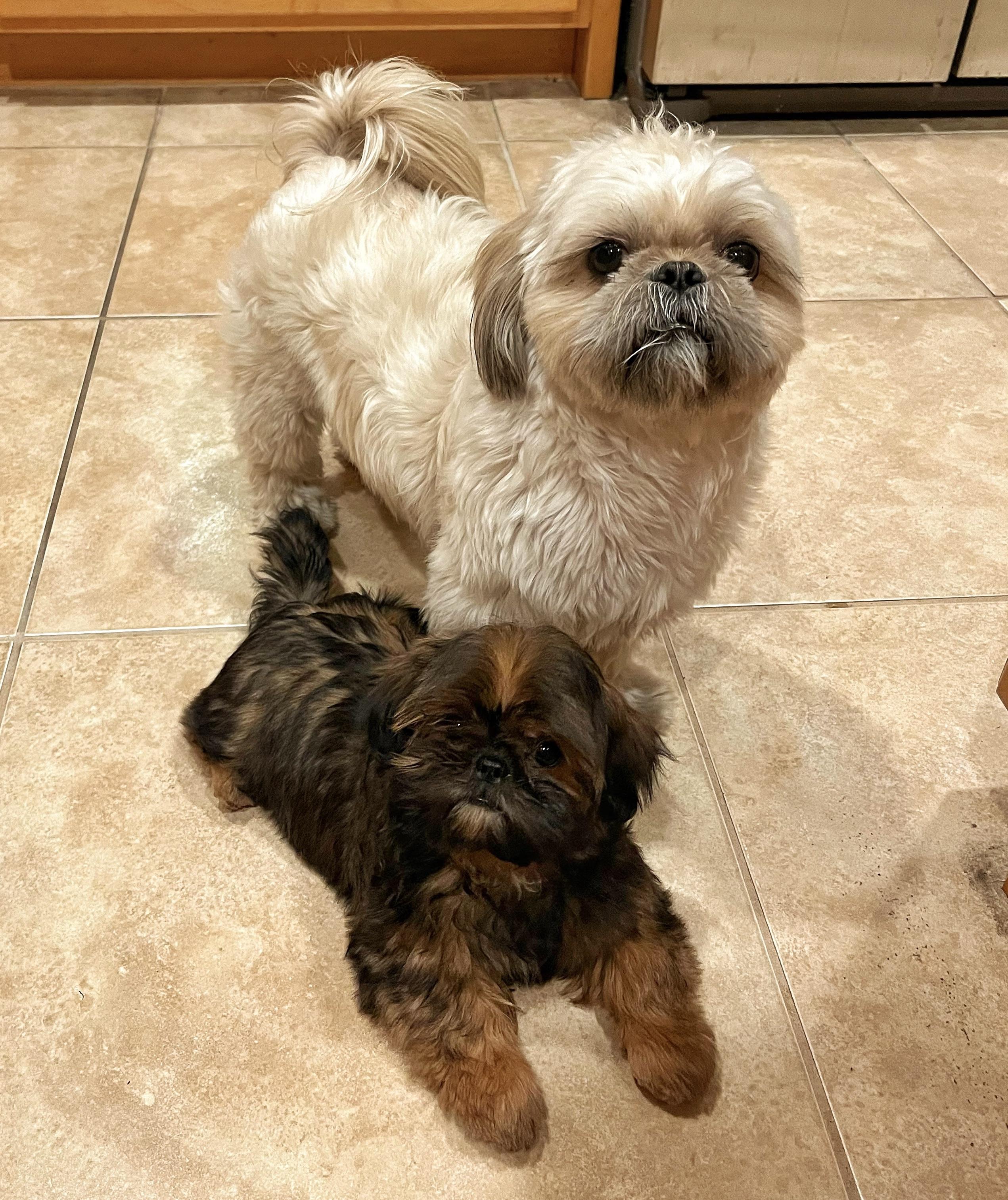 Big Bro, Lil’ Sis | Scrolller