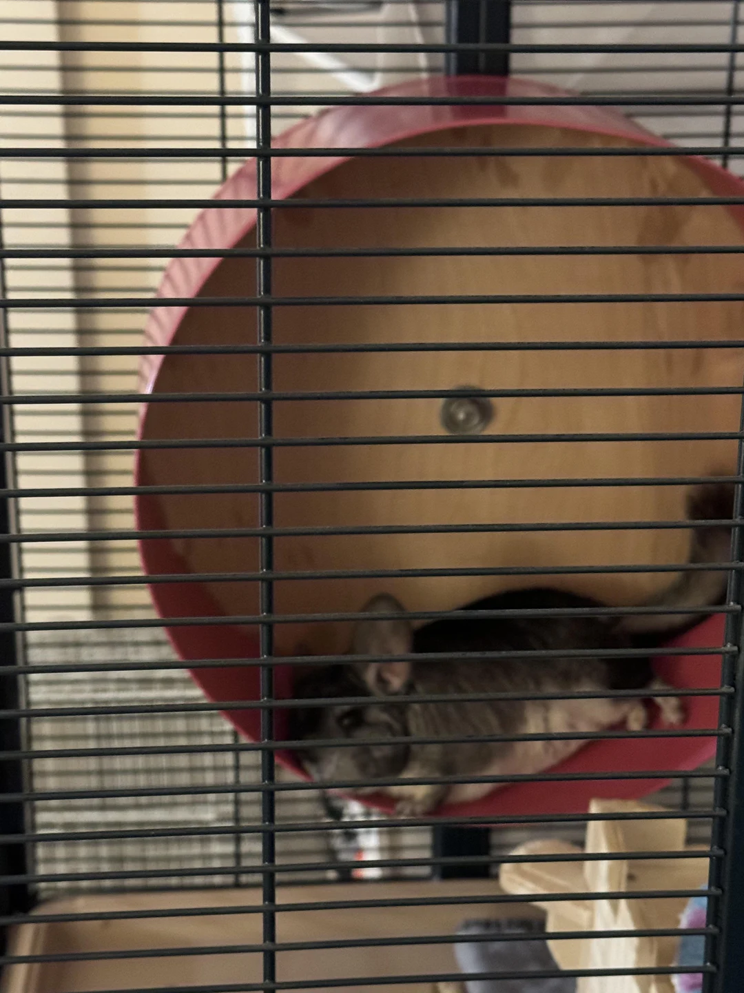 After playtime, nap on the wheel. | Scrolller