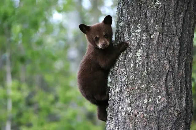 What a cute brown bear! | Scrolller