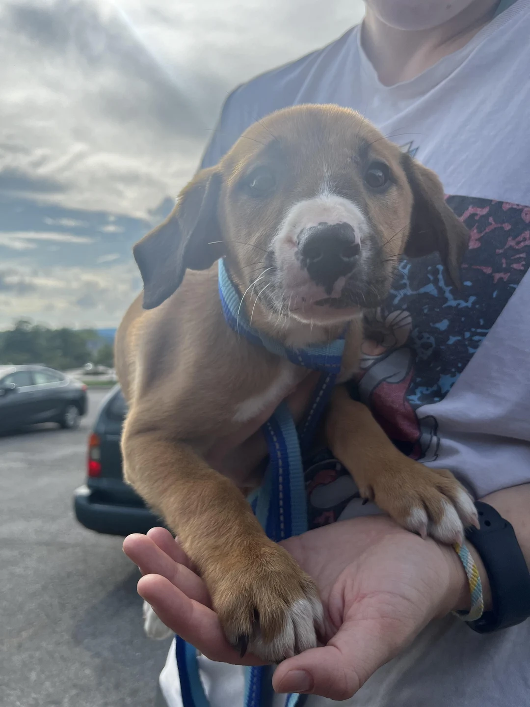 Breed identification help | Scrolller