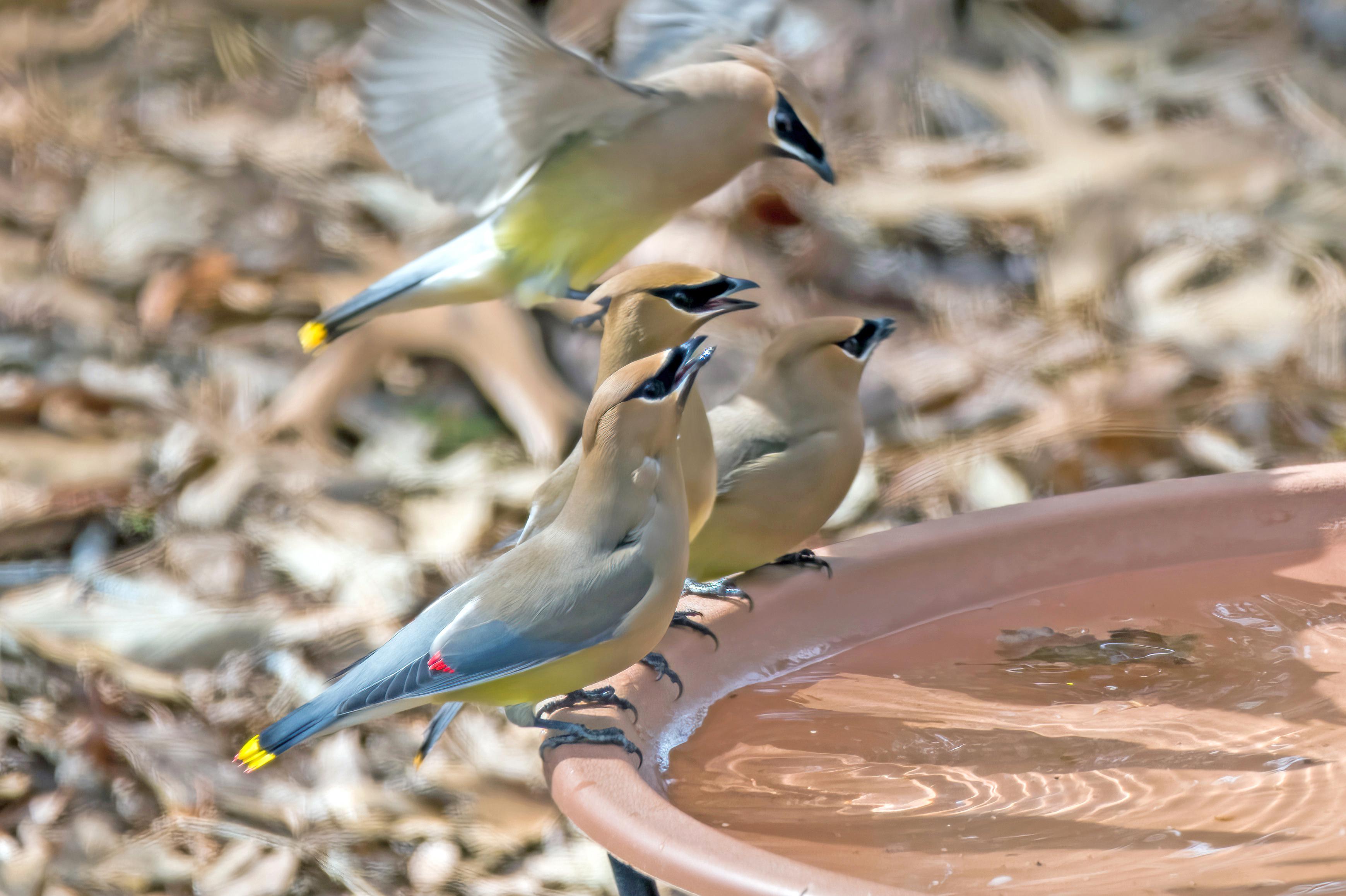 Cedar Waxwings | Smithfield, Virginia (March 2023) | Scrolller