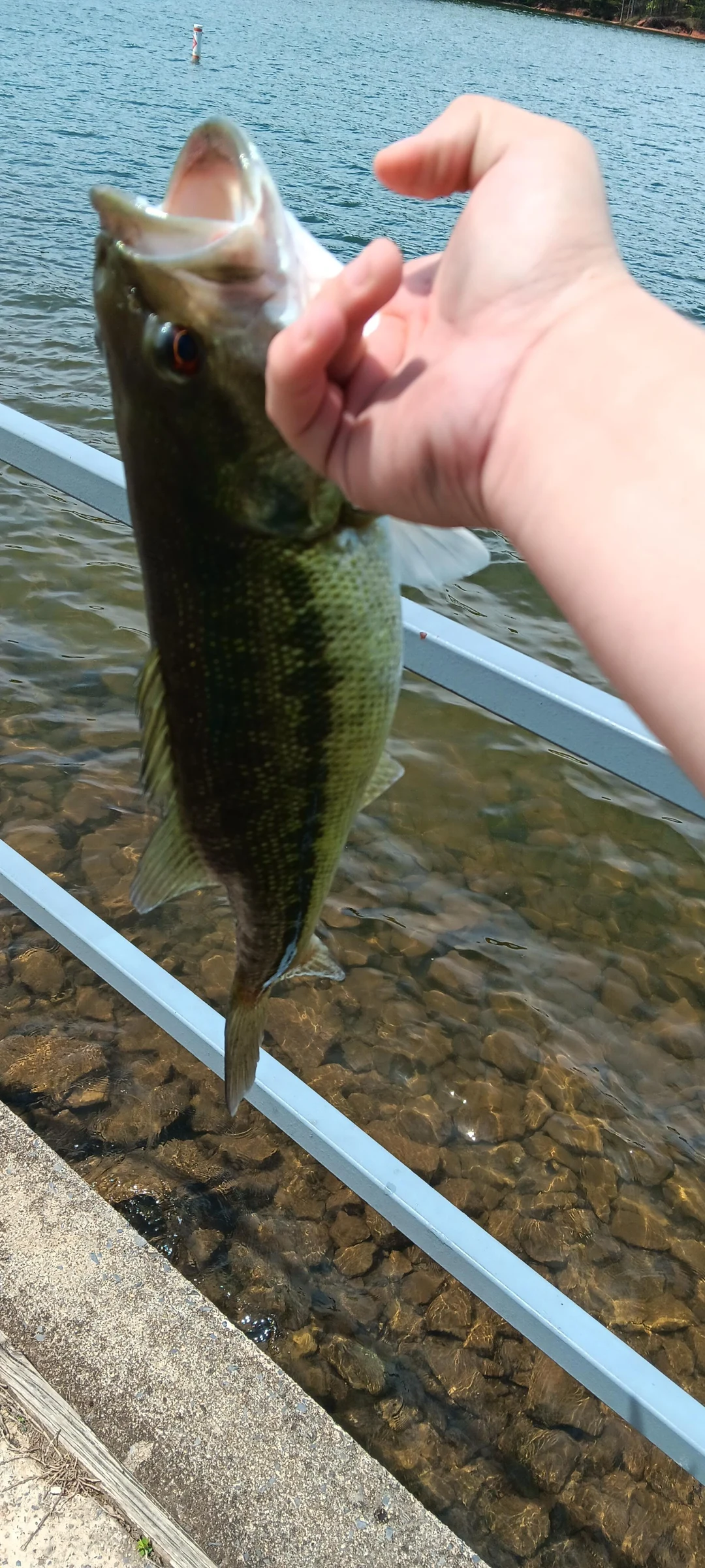 First fish since my semi recent move. | Scrolller