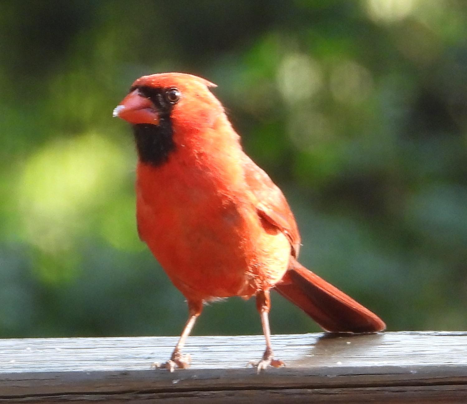Cardinal, Northern Virginia | Scrolller