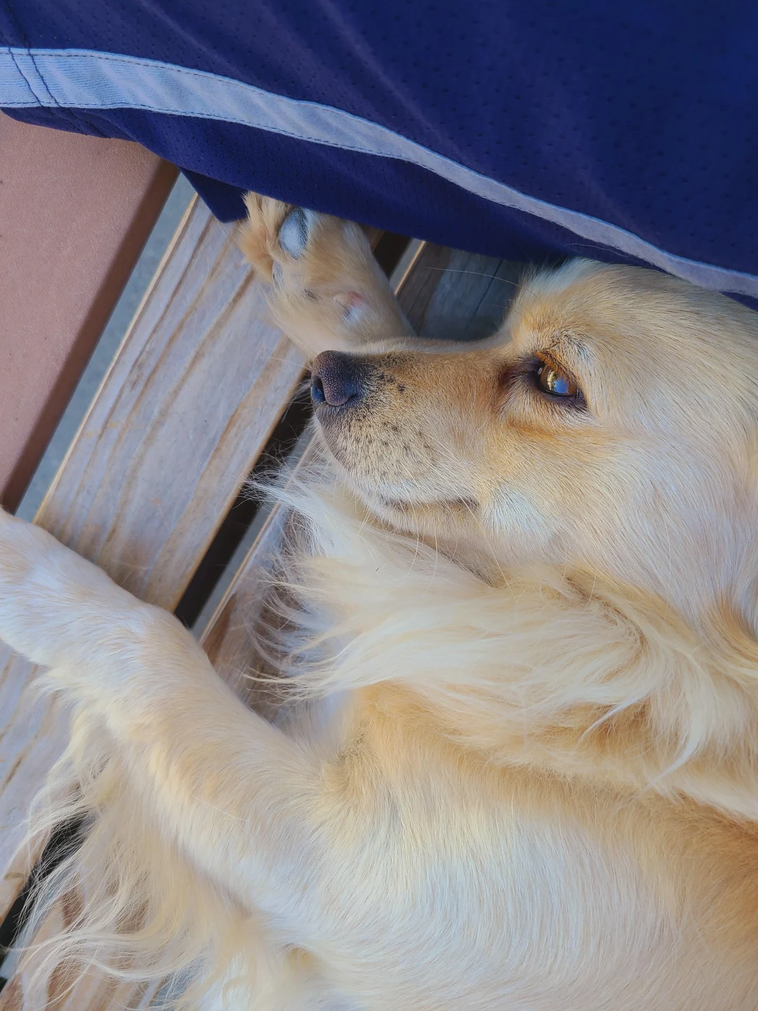 sleepy doggo | Scrolller