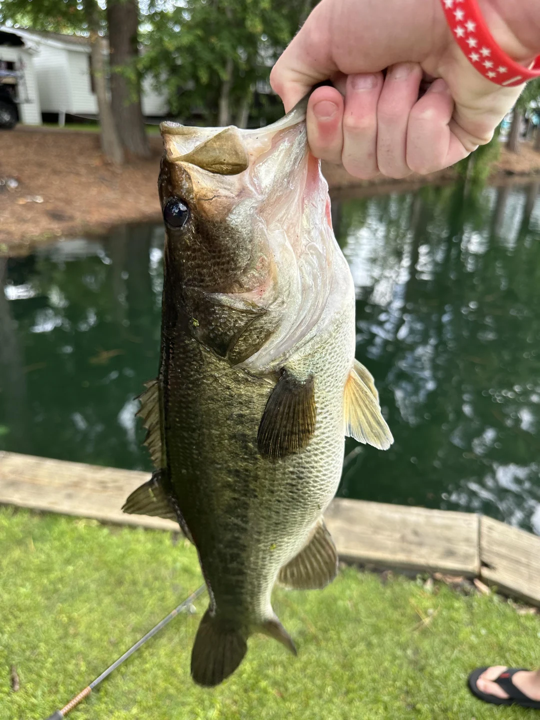 Beautiful 3lb bass | Scrolller
