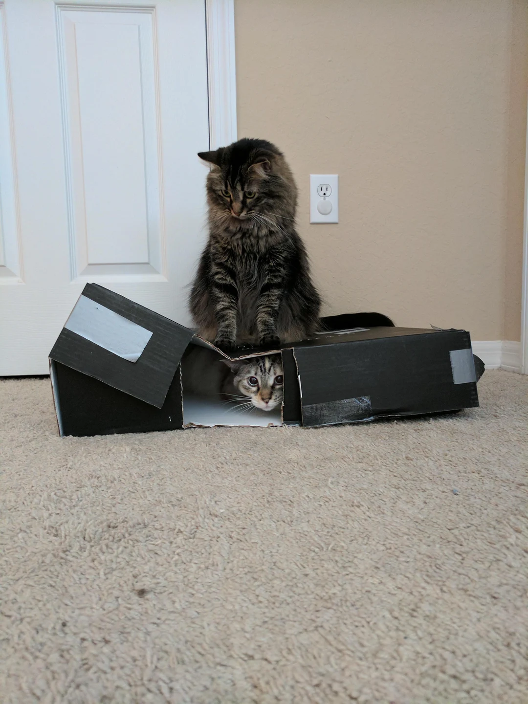 Maymay trapped Cookie! | Scrolller