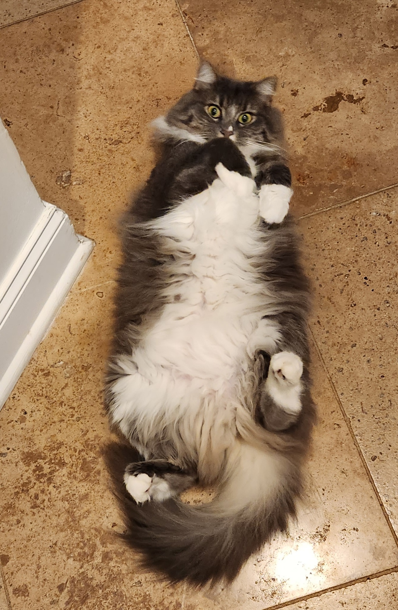 Calypso likes a belly rub | Scrolller