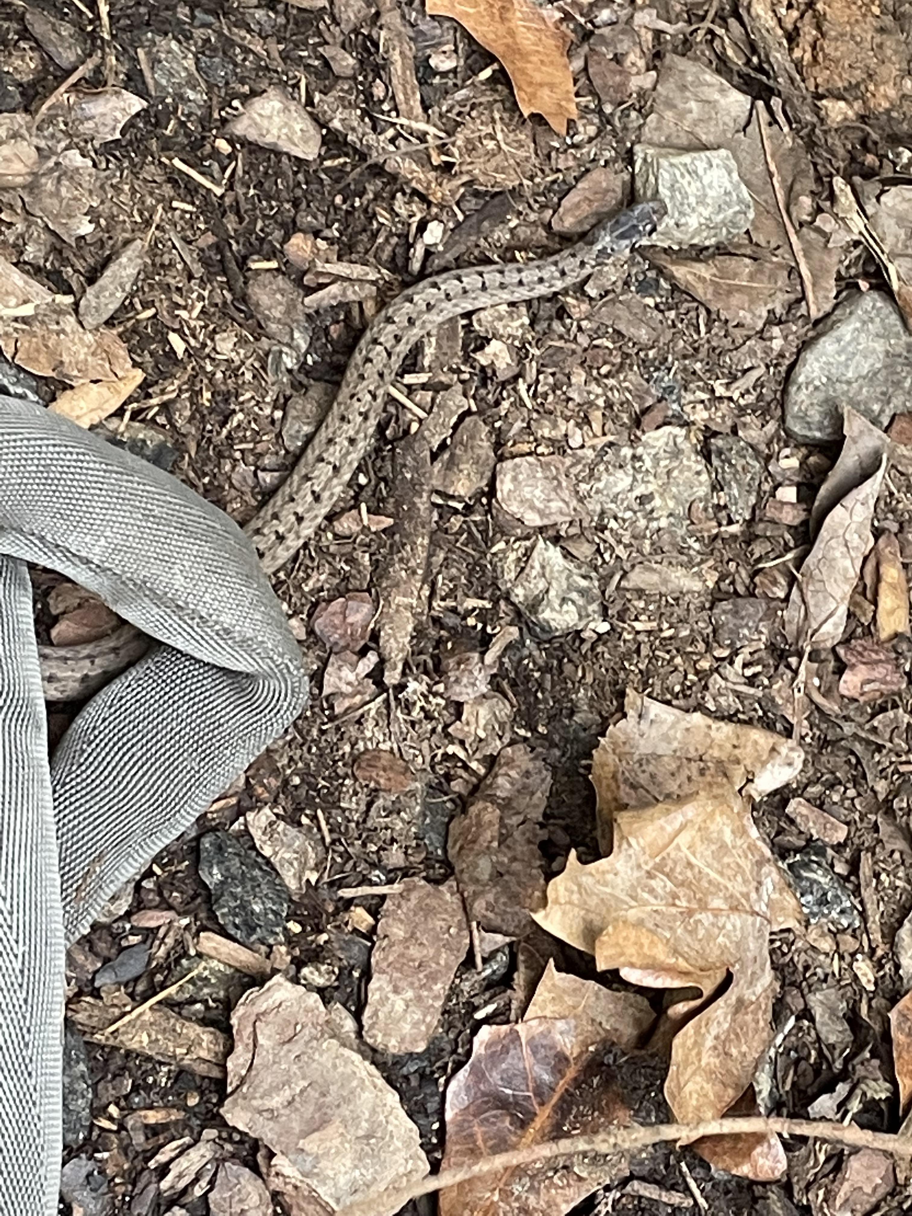 Identification request: seen in western North Carolina. It doesn’t look like any of our venomous ...